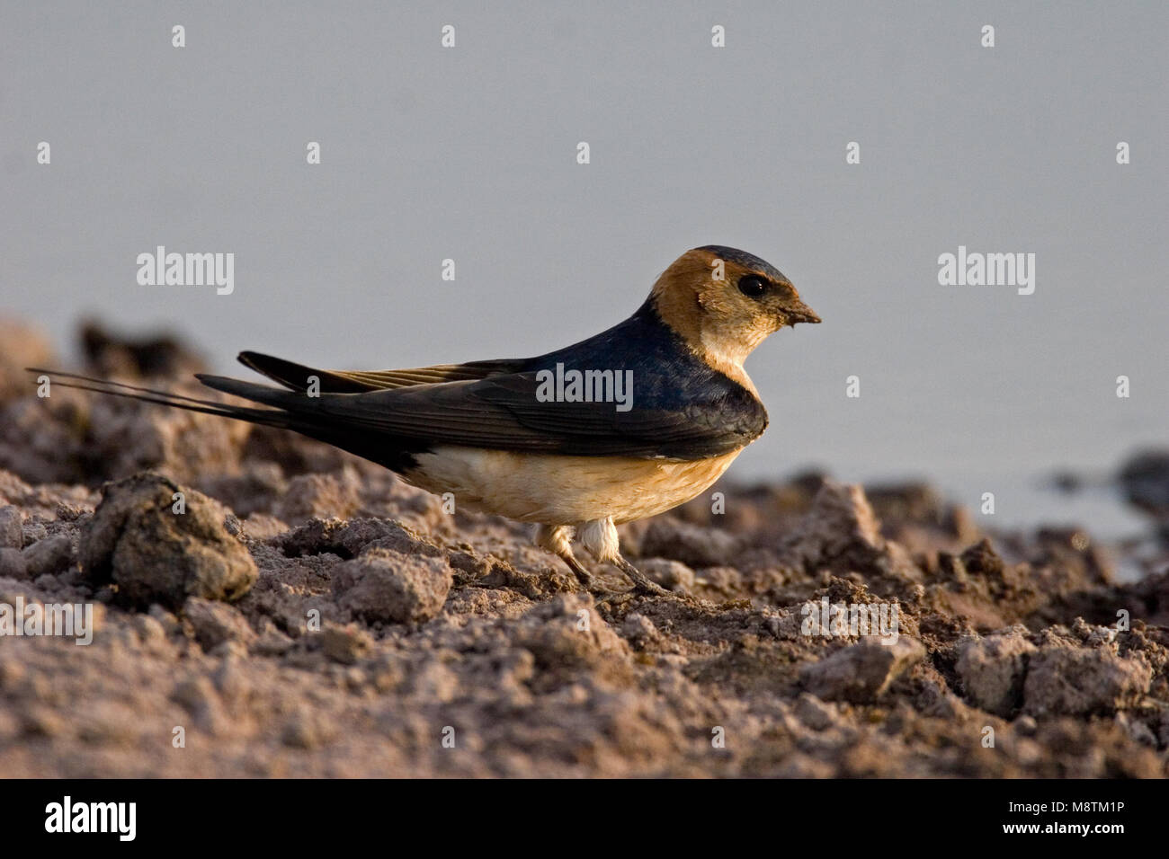 Red rumped swallow hi-res stock photography and images - Alamy