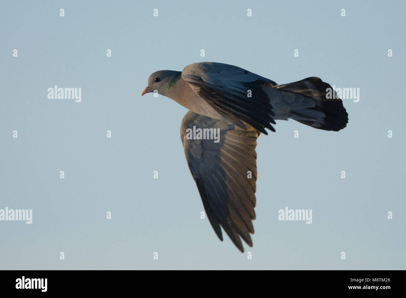 Dove flying hi-res stock photography and images - Alamy