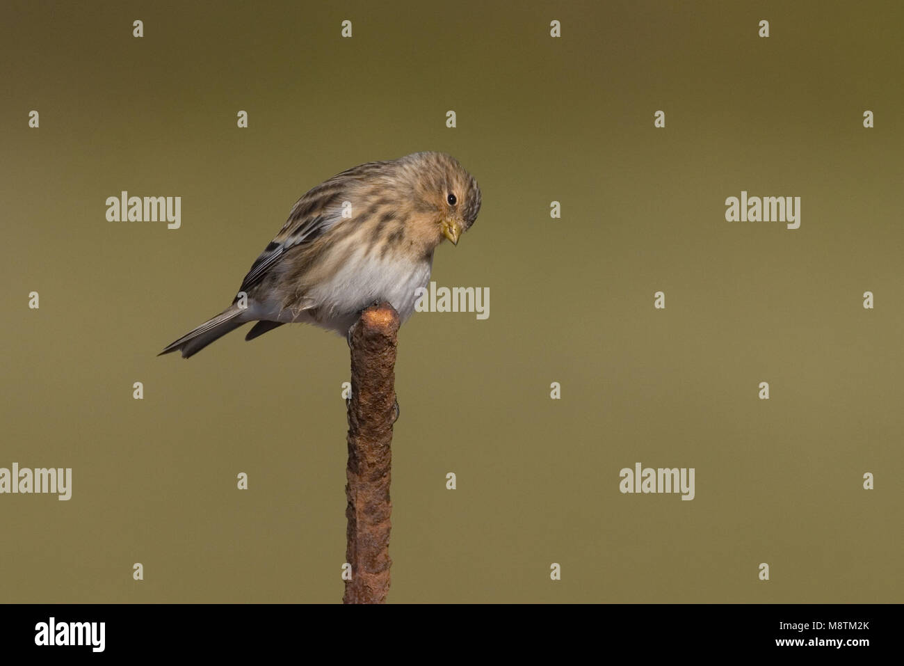 Twite hi-res stock photography and images - Alamy