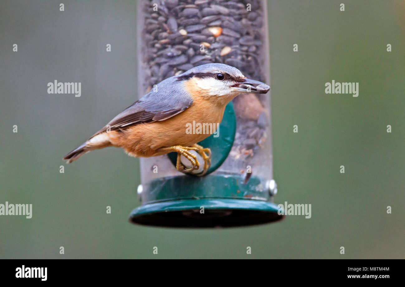 Boomklever foeragerend op voedersilo met zonnebloempitten; Eurasian ...