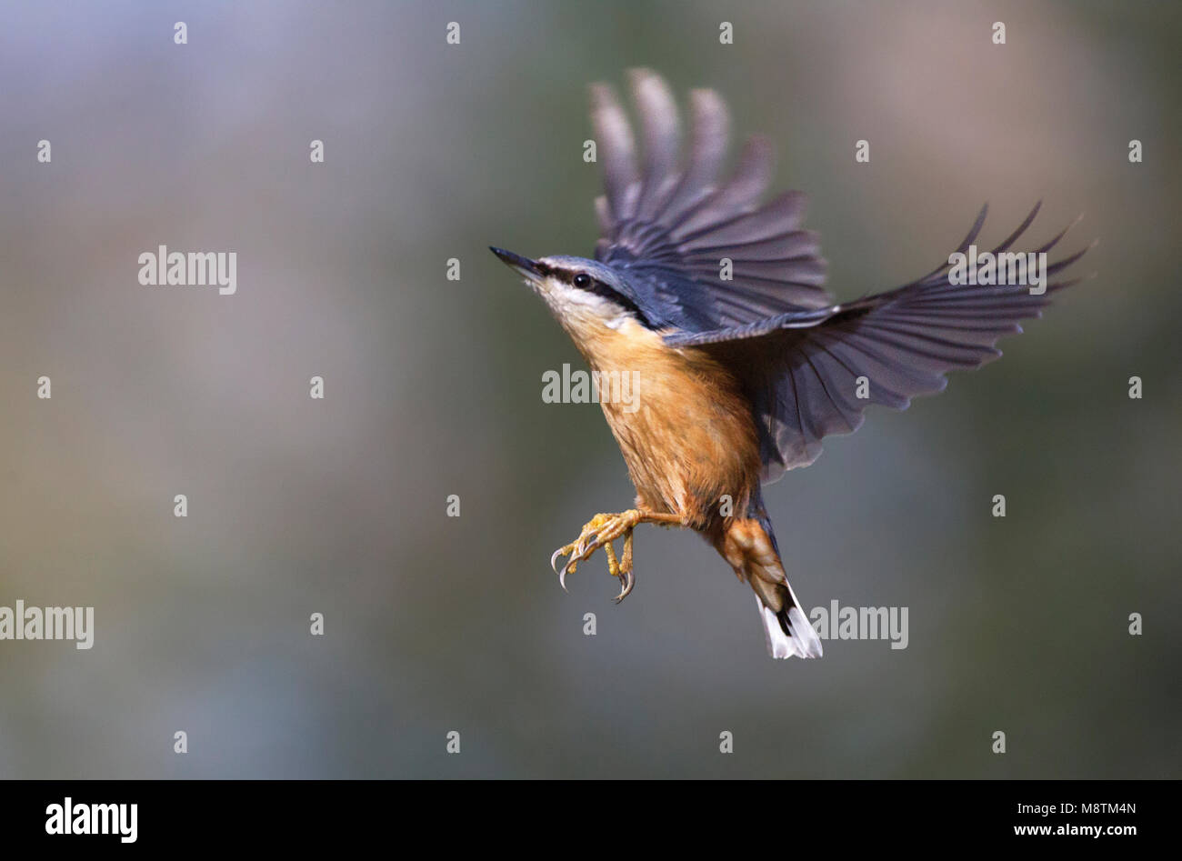 Flying nuthatch hi-res stock photography and images - Alamy