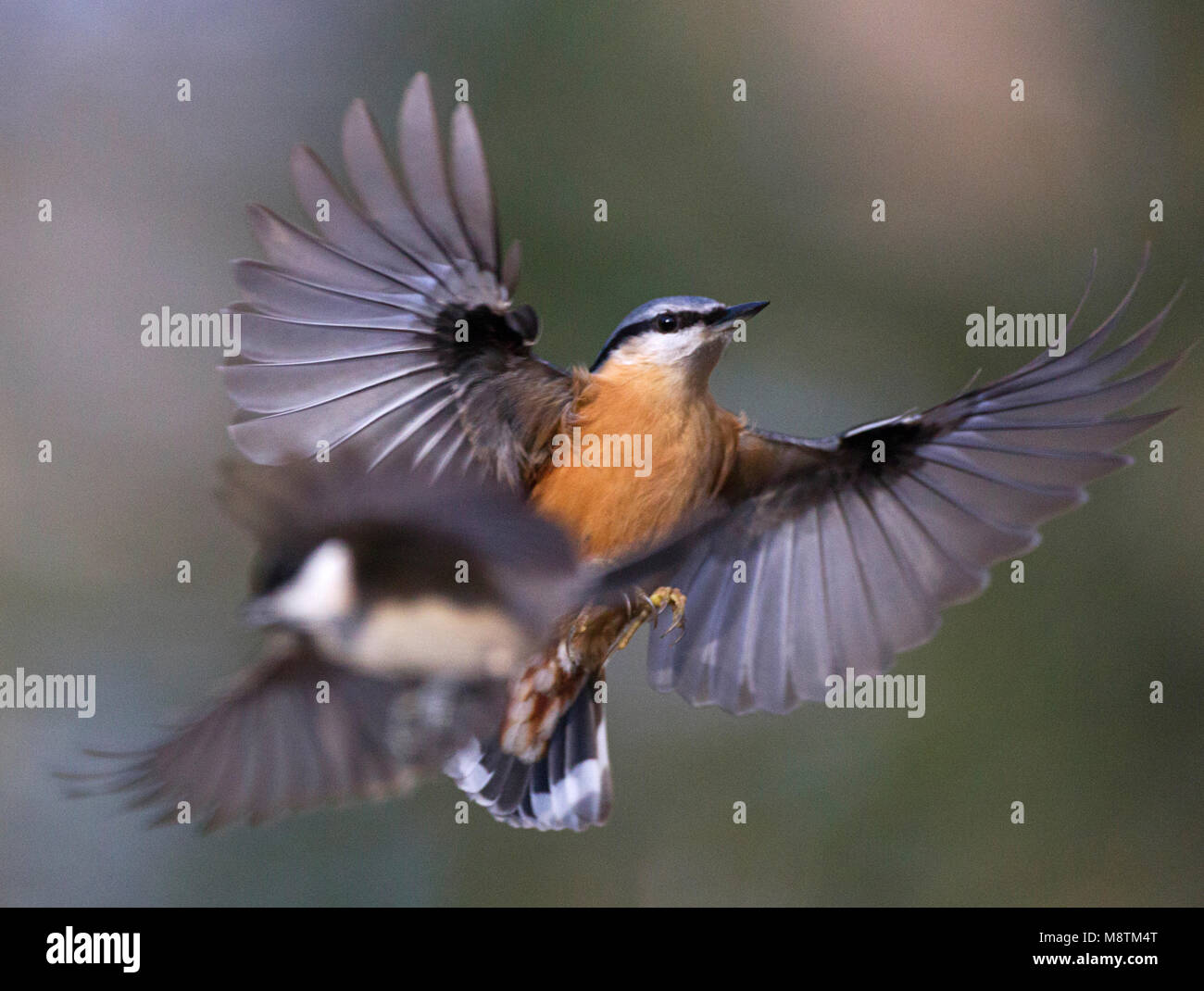 Eurasian Nuthatch in flight Stock Photo - Alamy