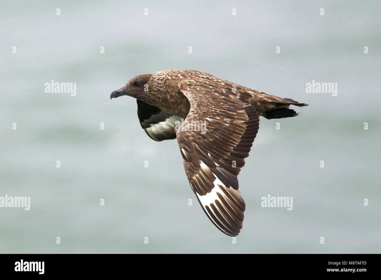 Grote Jager vliegend boven Noordzee; Great Skua flying at North Sea ...