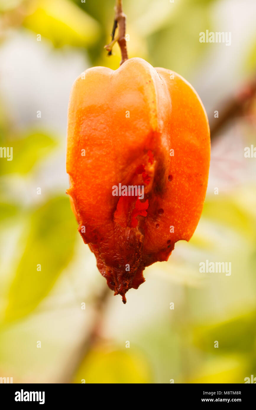 Rotten gooseberry hi-res stock photography and images - Alamy