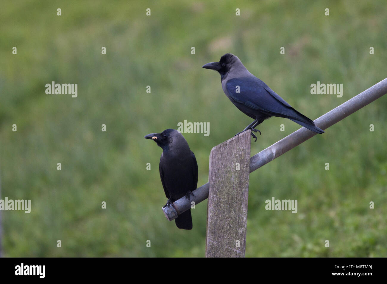 House Crows in the Netherlands Stock Photo - Alamy