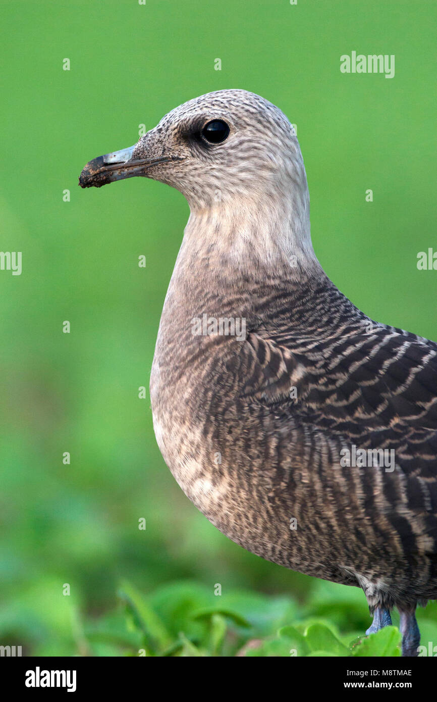 Kleinste jager trekvogel hi-res stock photography and images - Alamy