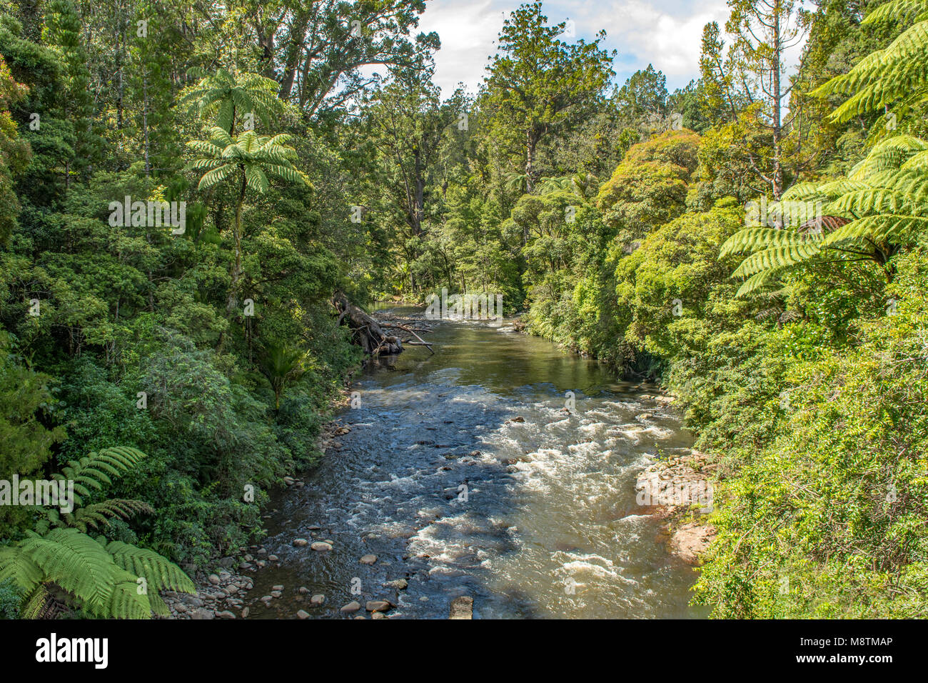 Waipoua forest new zealand hi-res stock photography and images - Alamy