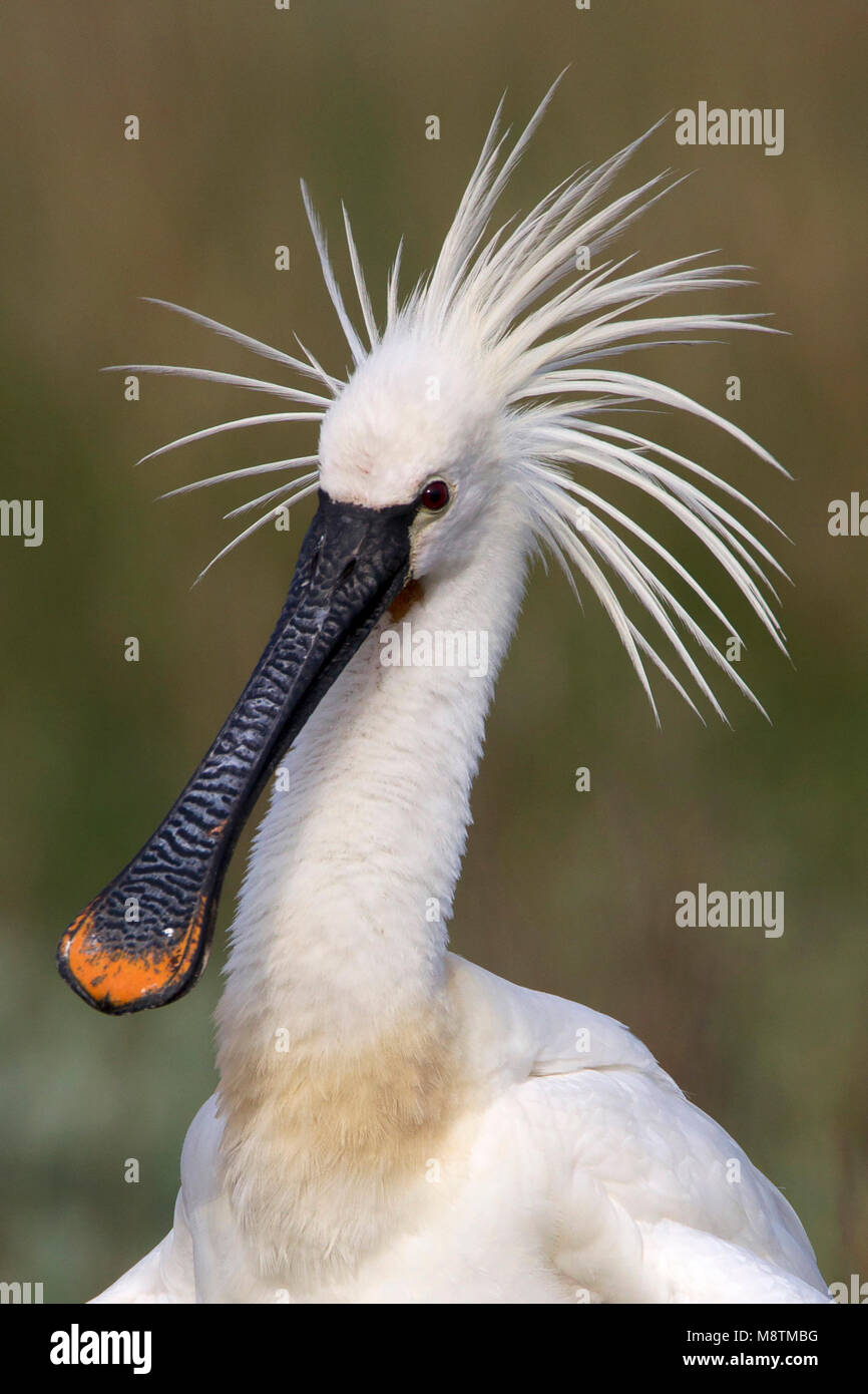 Lepelaar in kolonie, Eurasian Spoonbill in colony Stock Photo - Alamy
