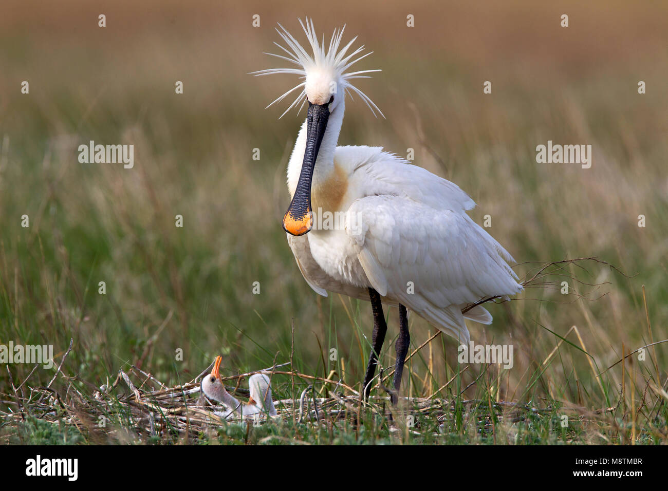 Lepelaar op nest met jong, Eurasian Spoonbill on nest with chick Stock ...
