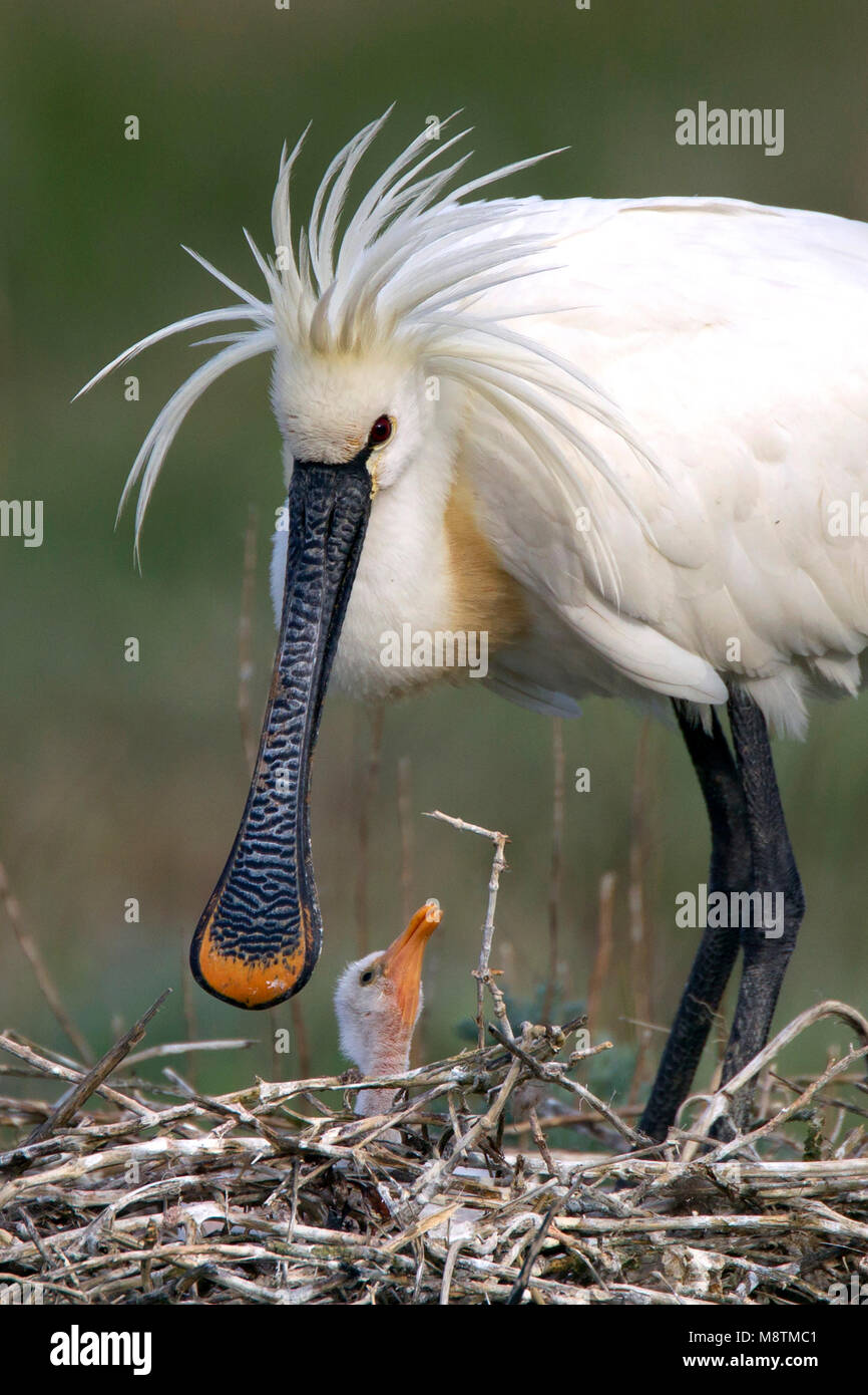 Lepelaar op nest met jong, Eurasian Spoonbill on nest with chick Stock ...