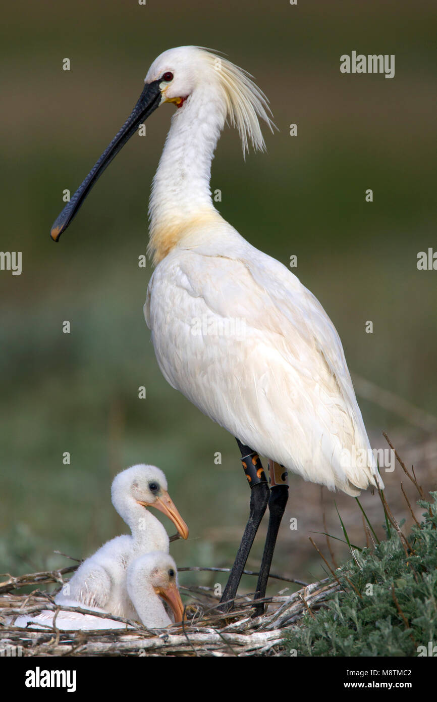 Lepelaar op nest met jong, Eurasian Spoonbill on nest with chick Stock ...