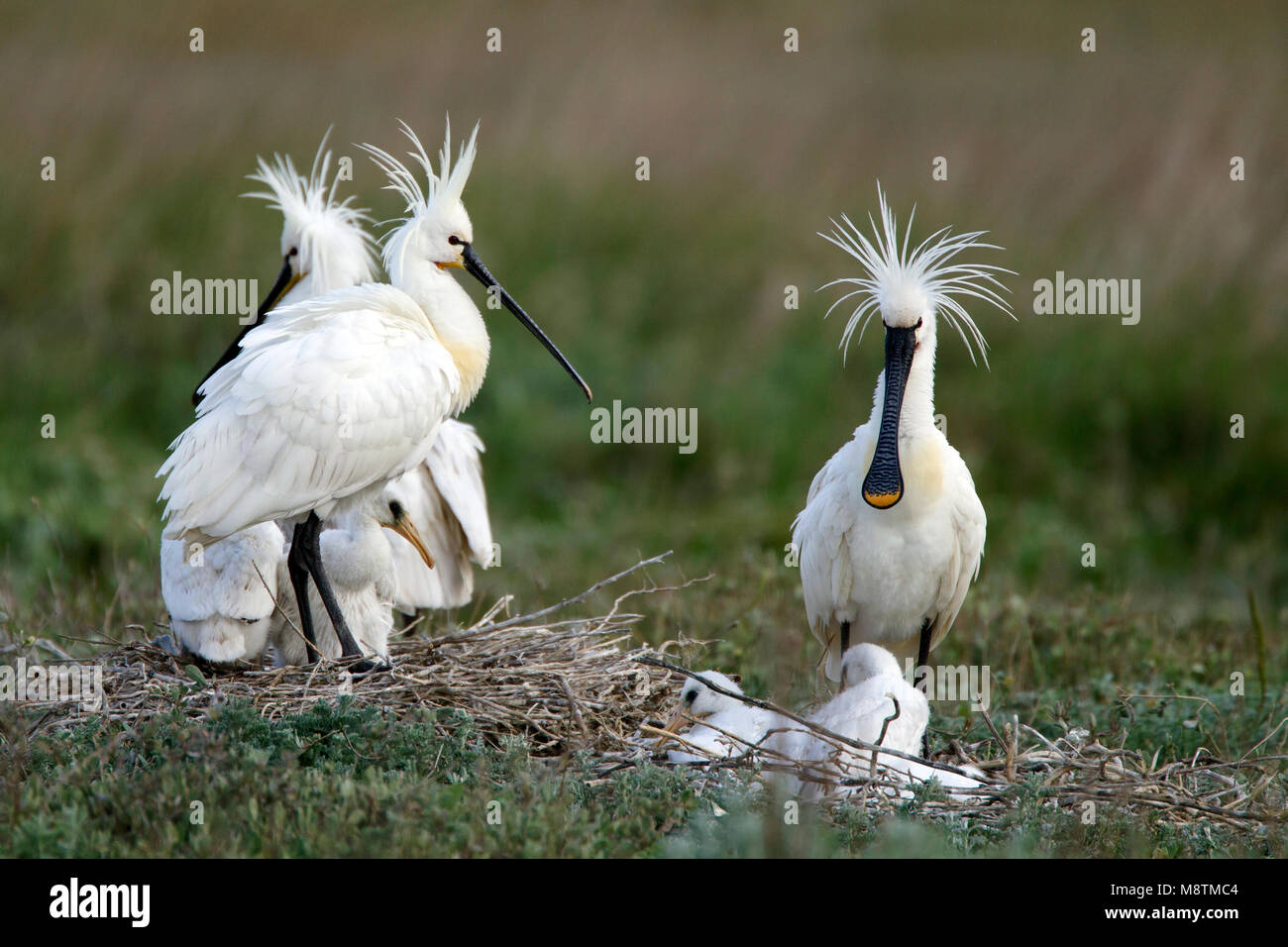 Lepelaar op nest met jong, Eurasian Spoonbill on nest with chick Stock ...
