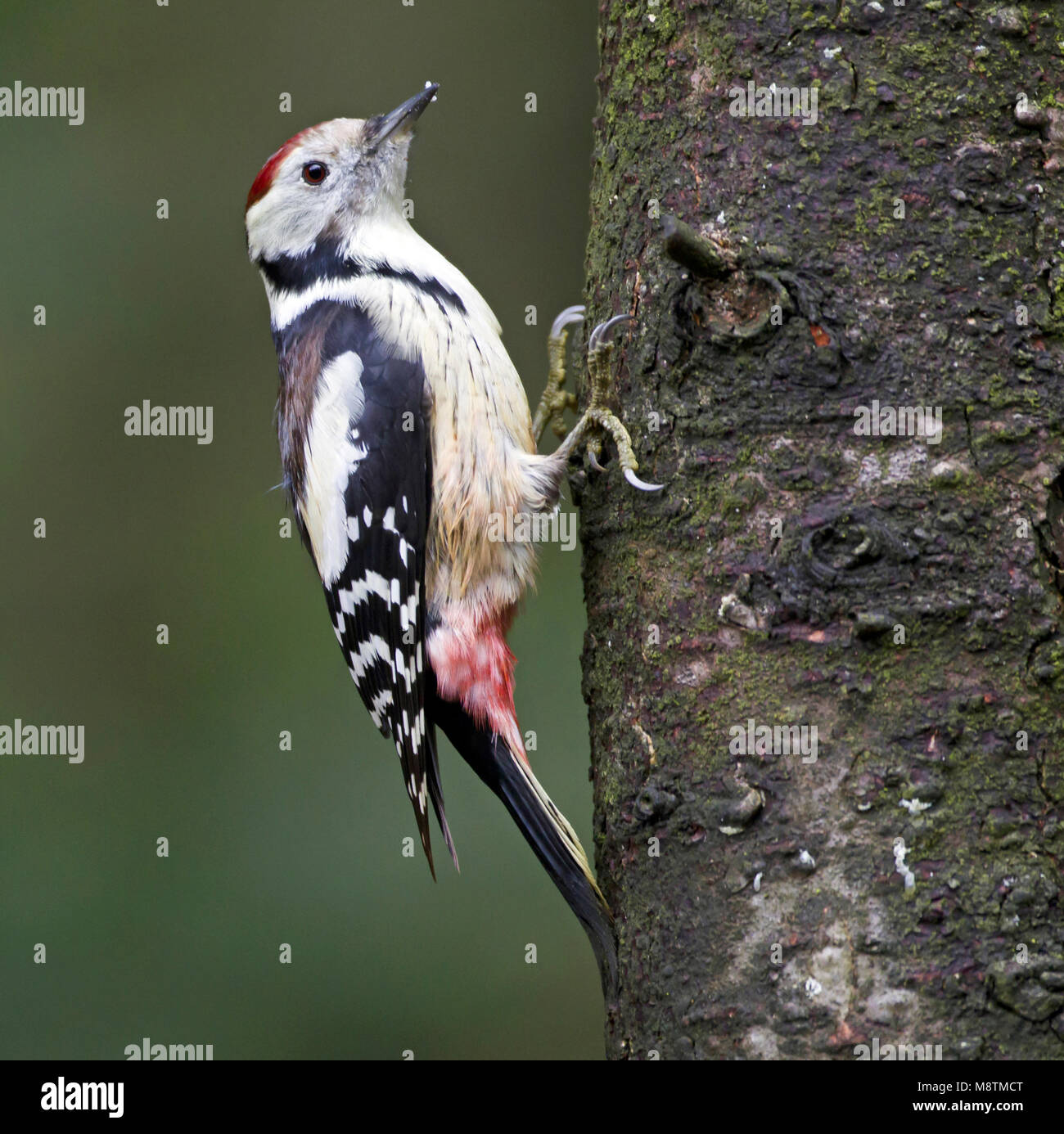 Middelste Bonte Specht vrouw zittend op boomstam; Middle Spotted ...