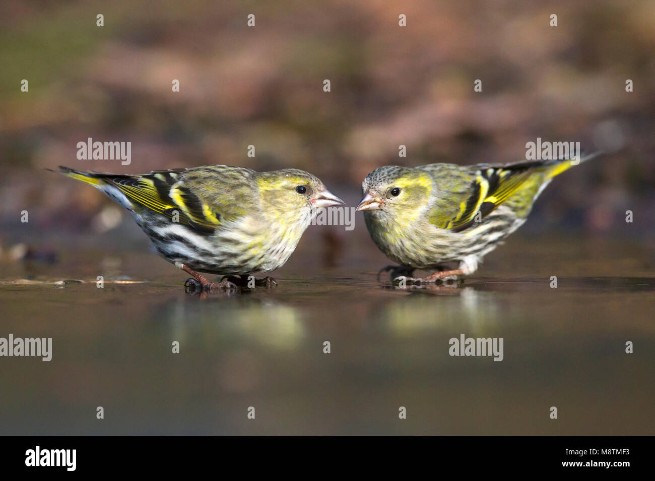 Sijs vrouwtjes drinkend in bos; Eurasian Siskin females drinking in ...