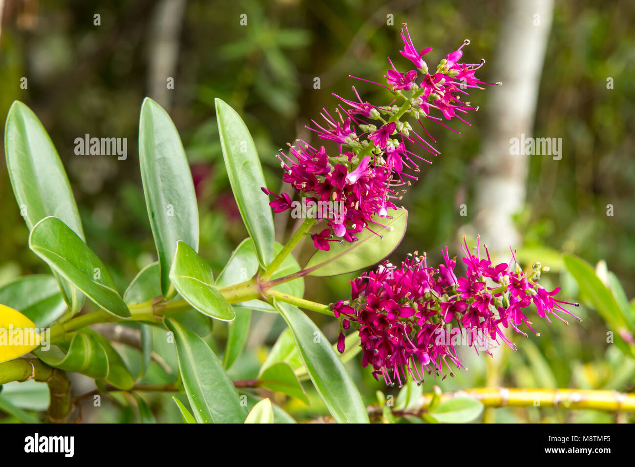 Hebe speciosa, Cerise Native Hebe in Waipoua Forest, North Island, New ...