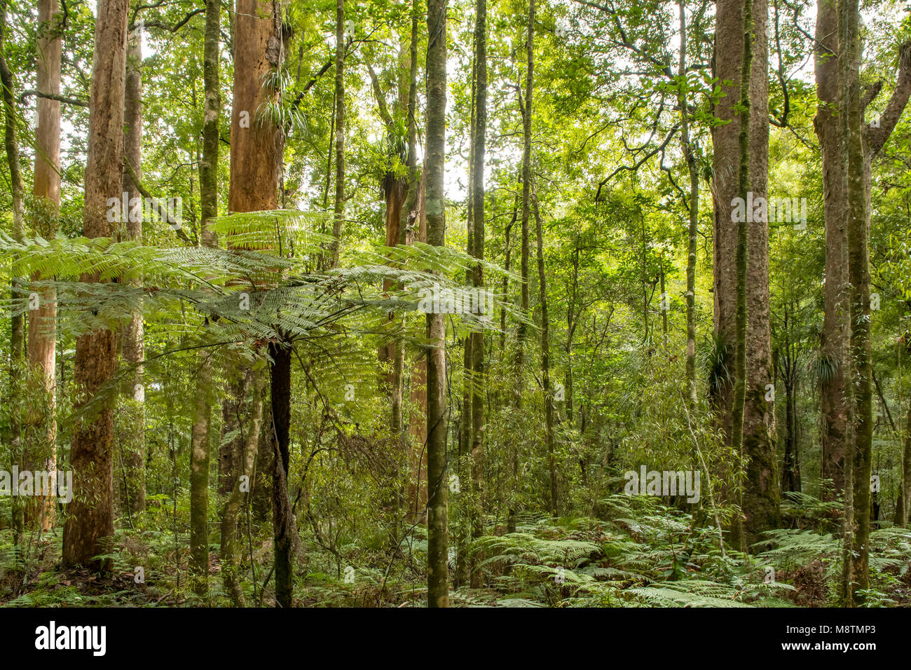 Evergreen Rainforest in Trounson Kauri Park, North Island, New Zealand ...