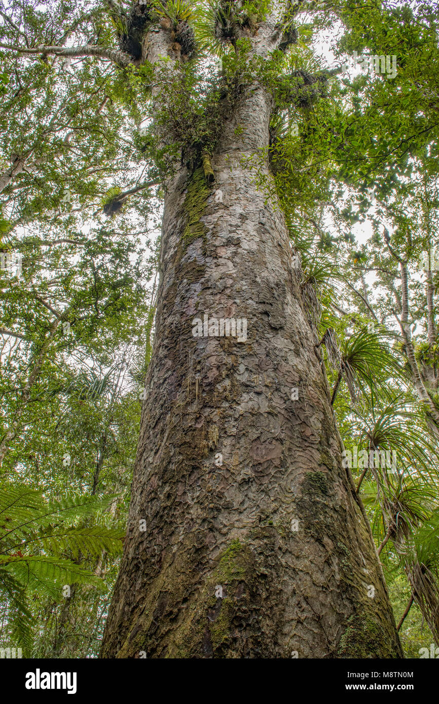 Old Kauri in Trounson Kauri Park, North Island, New Zealand Stock Photo ...