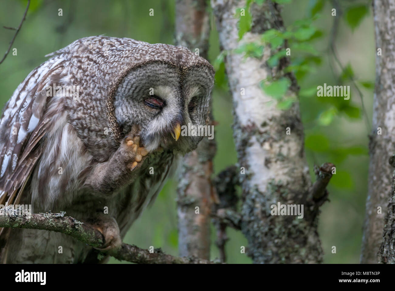 Strix uralensisl hi-res stock photography and images - Alamy