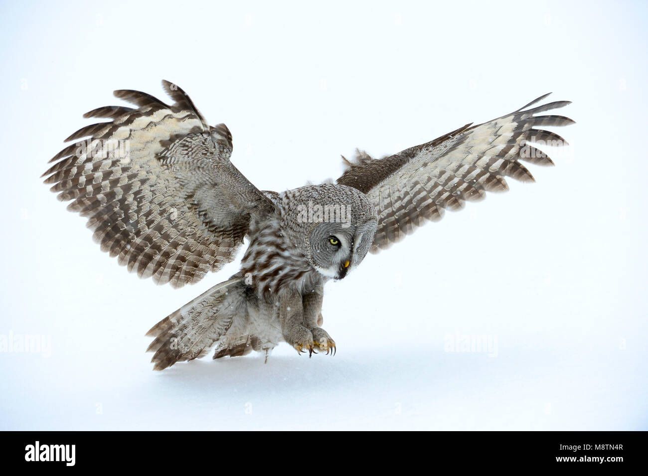 Laplanduil vliegend; Great Grey Owl flying Stock Photo - Alamy