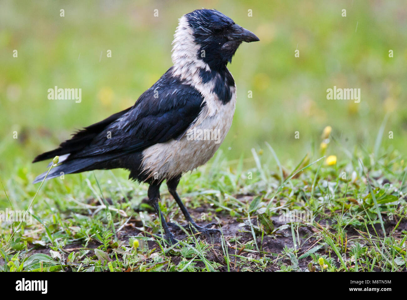 Corvus dauuricus hi-res stock photography and images - Alamy
