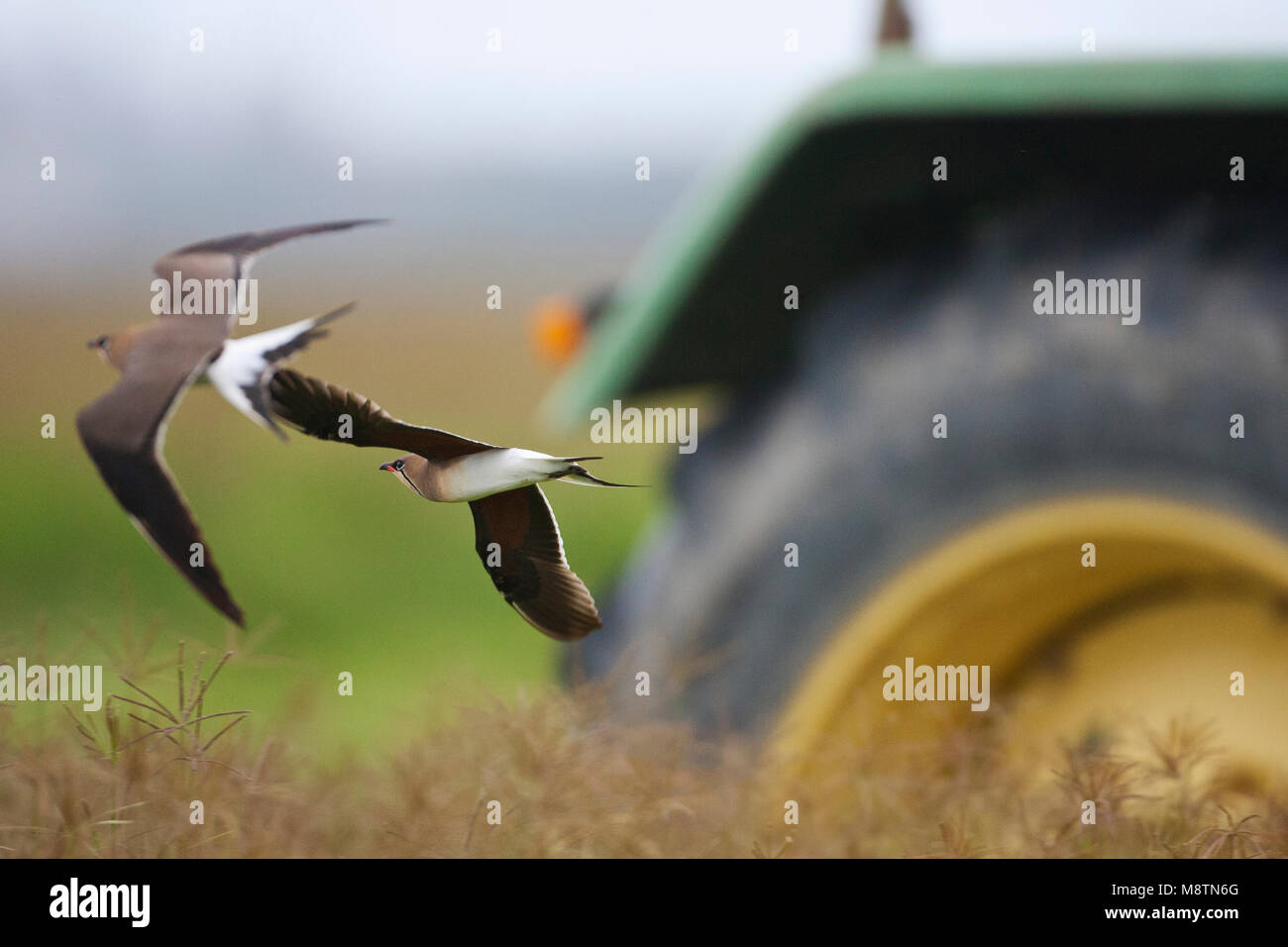 Collared Pratincole in flight Stock Photo - Alamy
