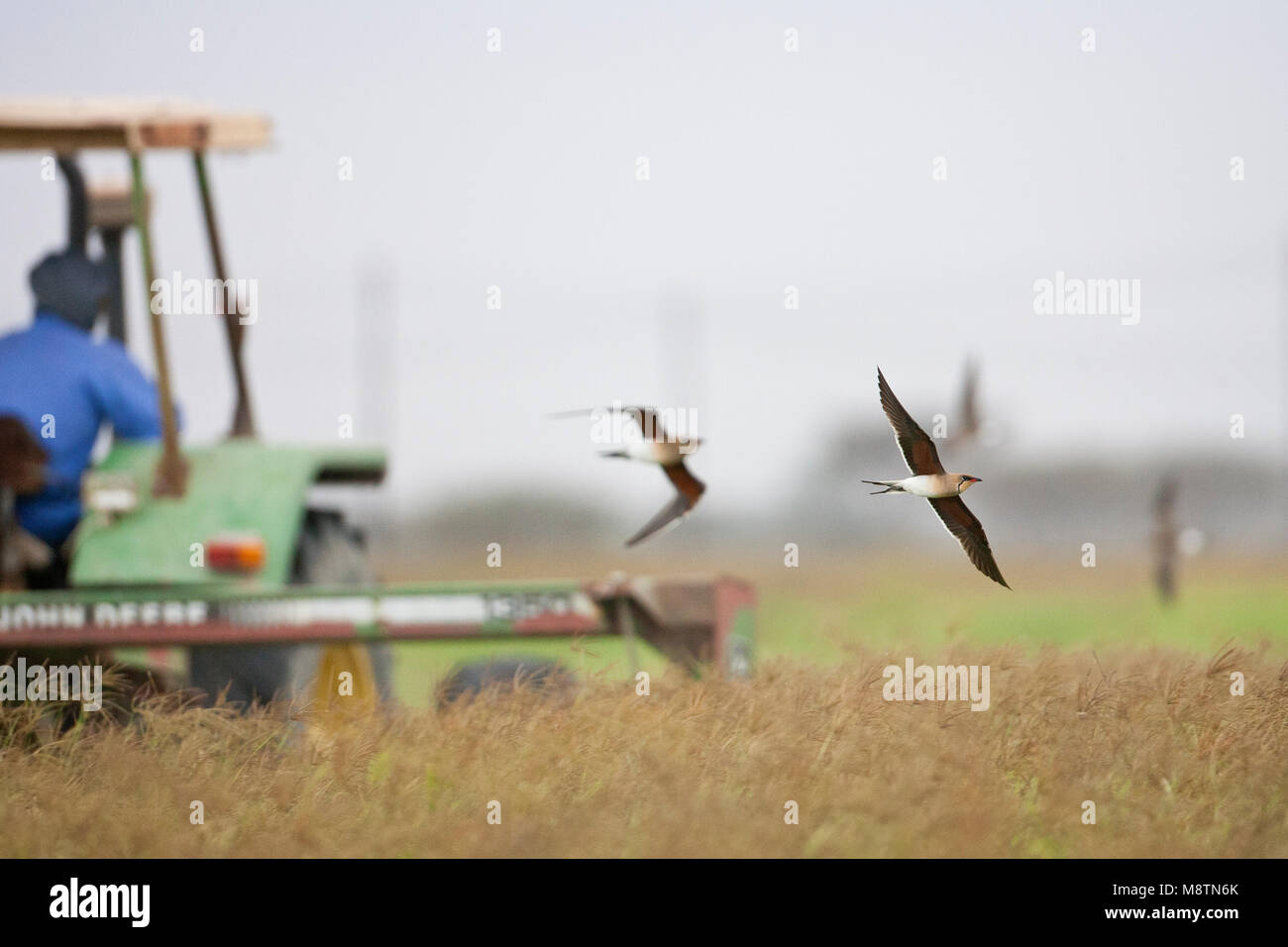 Collared Pratincole in flight Stock Photo - Alamy