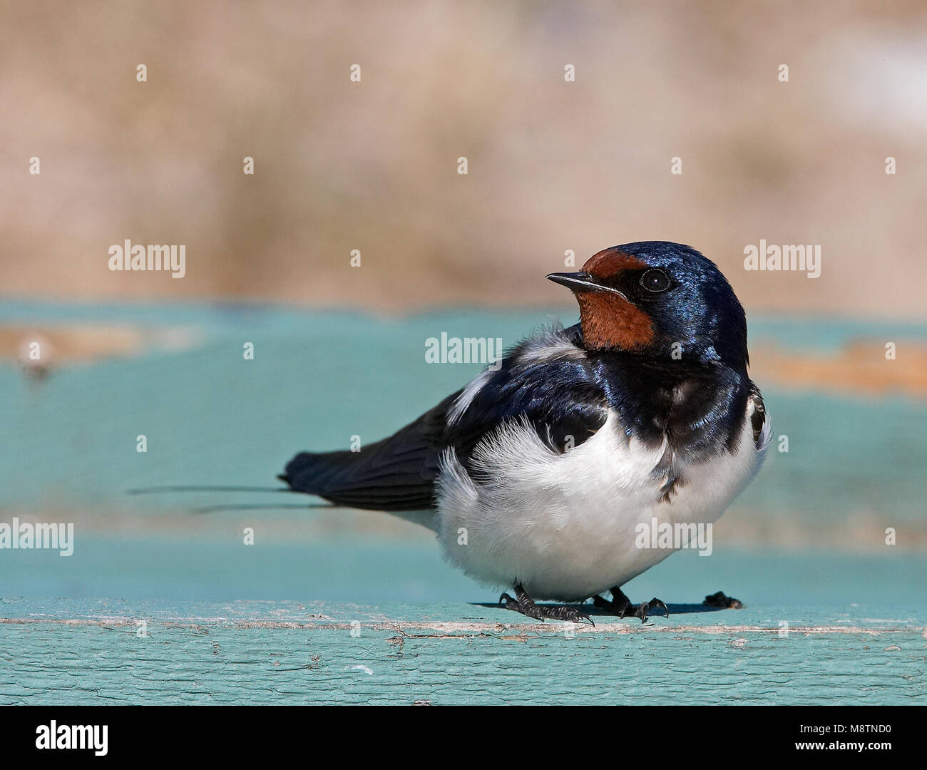 Boerenzwaluw in zit; Barn Swallow perched Stock Photo - Alamy