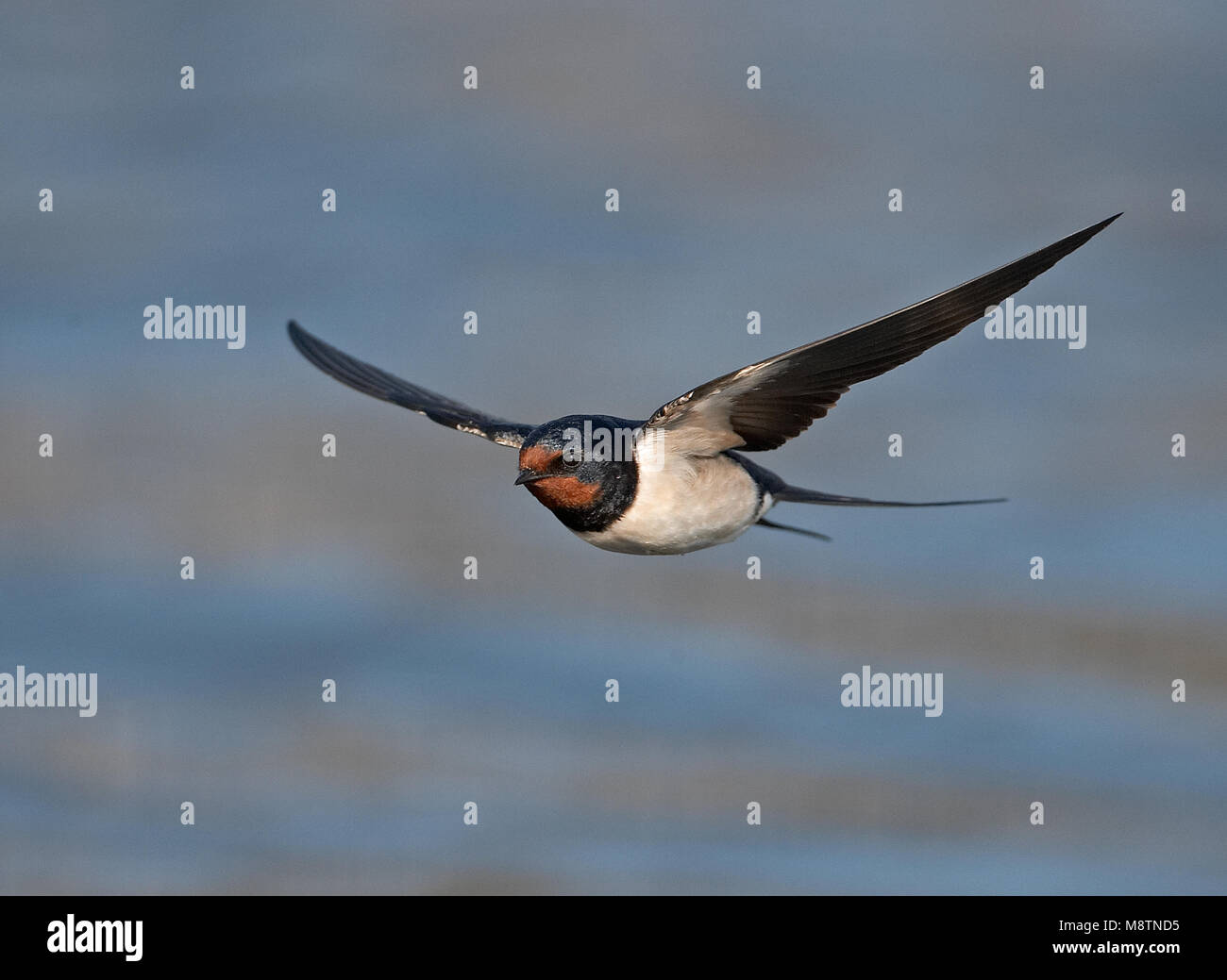 Swallow flying over water hi-res stock photography and images - Alamy