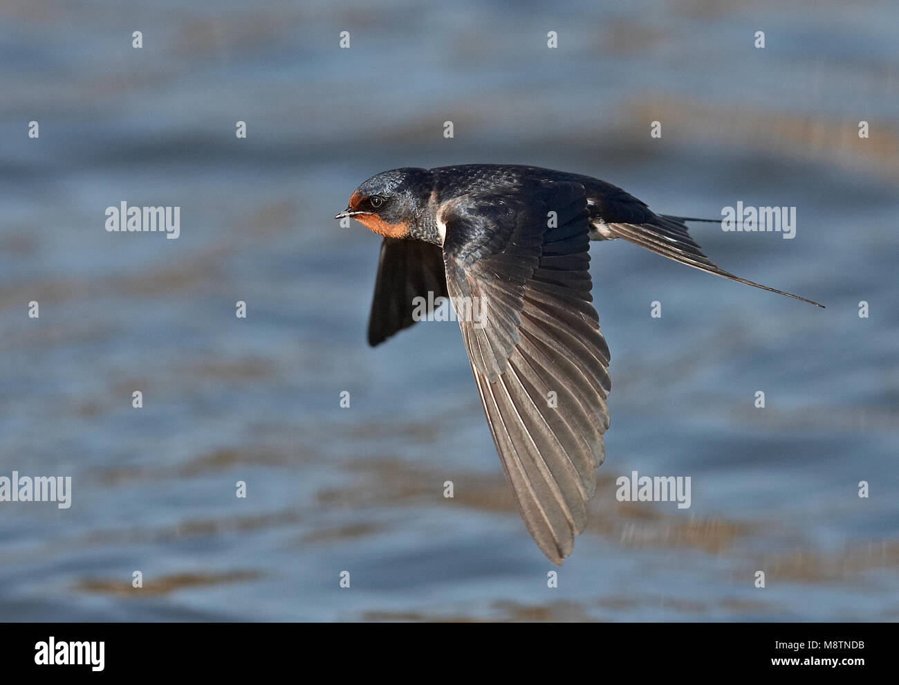Boerenzwaluw vliegend boven water; Barn Swallow flying over water Stock ...