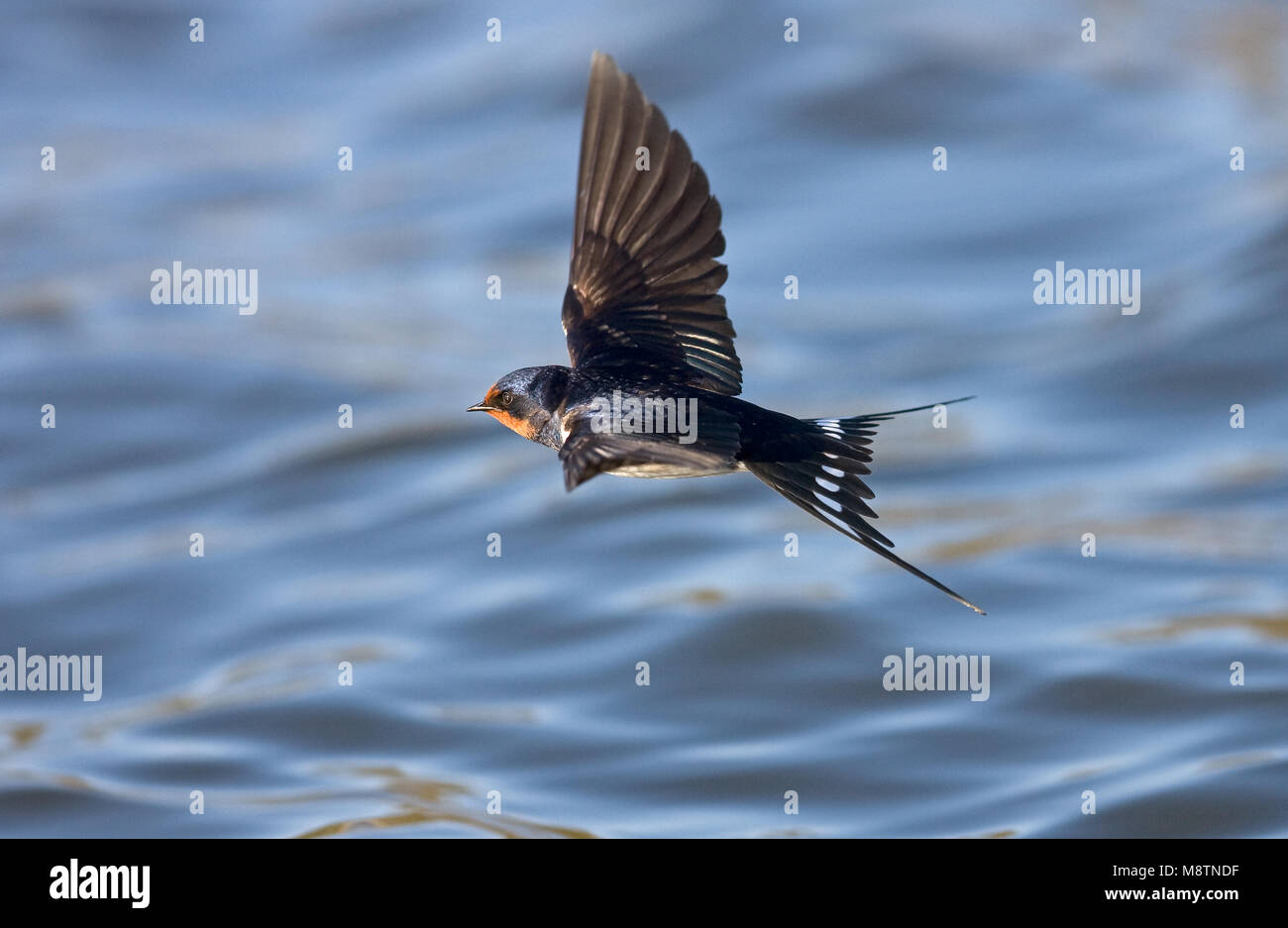 Swallow flying over water hi-res stock photography and images - Alamy