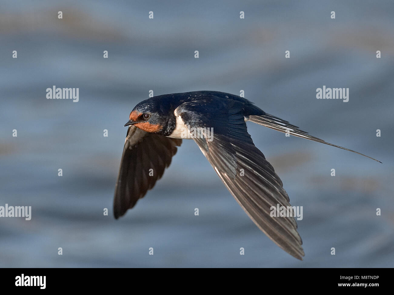 Swallow flying over water hi-res stock photography and images - Alamy
