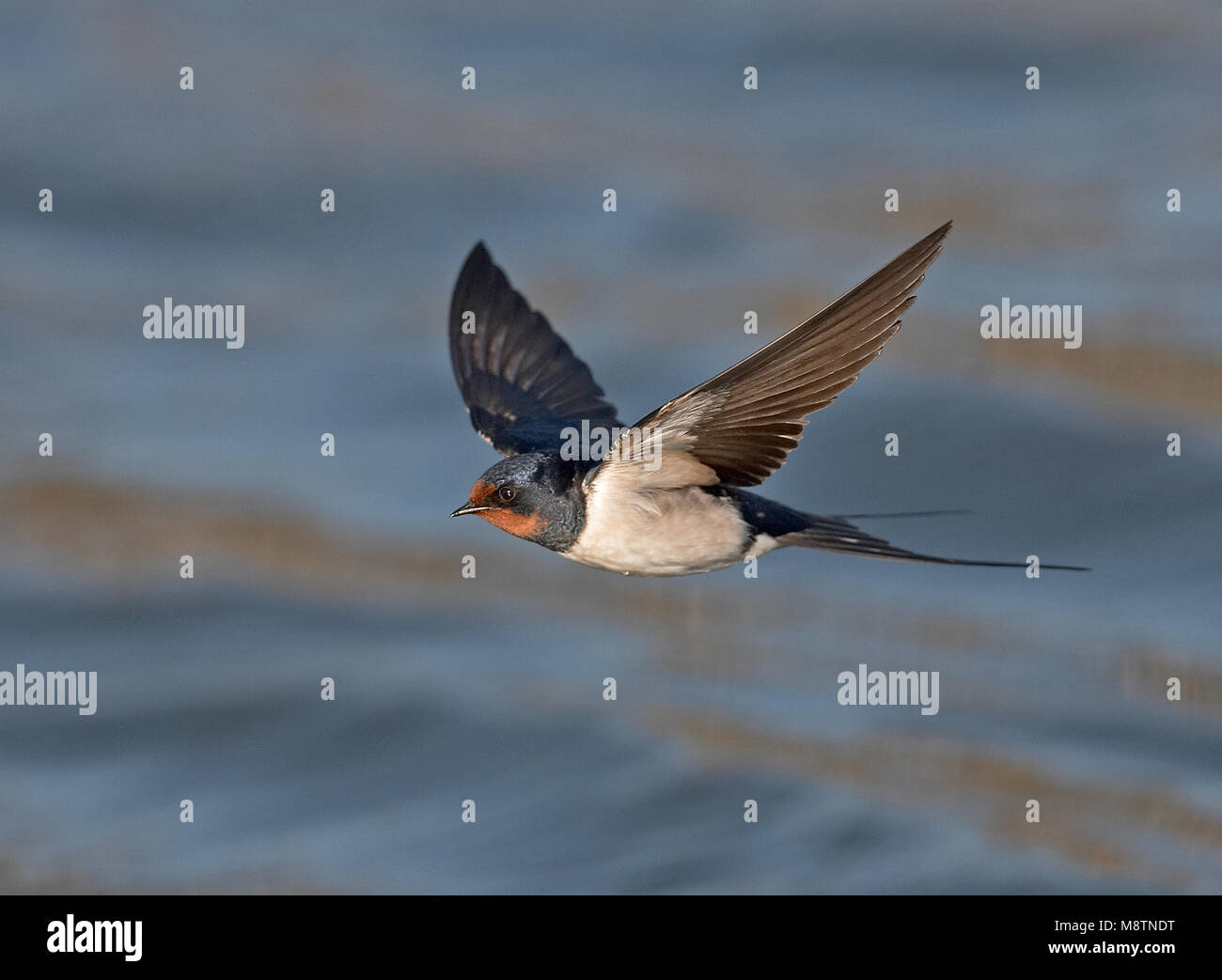 Boerenzwaluw vliegend boven water; Barn Swallow flying over water Stock ...