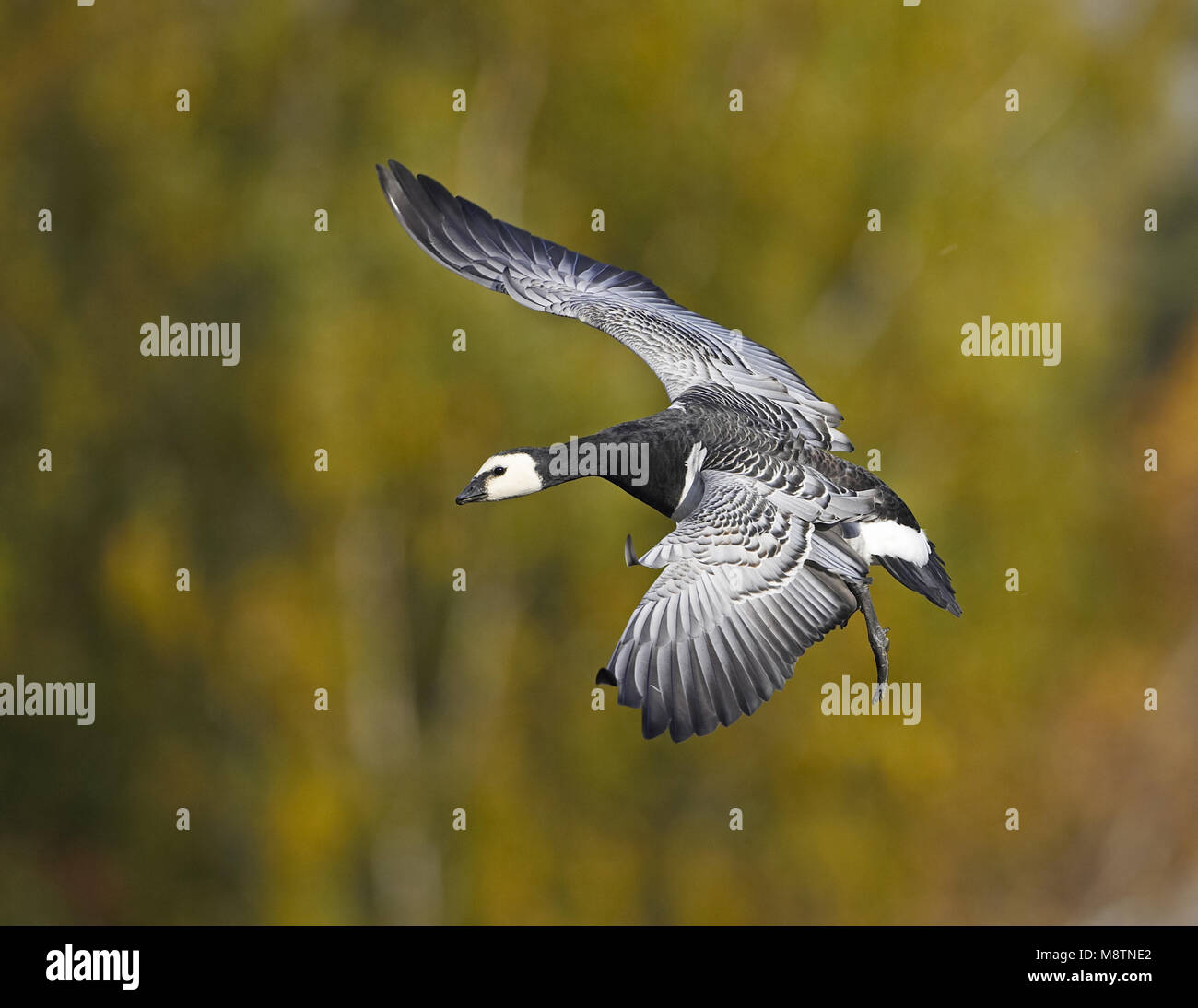Barnacle Goose flying; Brandgans vliegend Stock Photo - Alamy