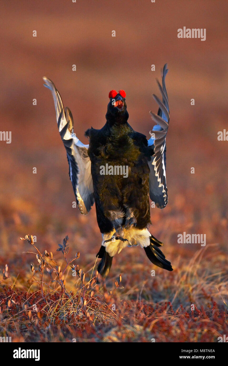 Korhaan in de vlucht; Male Black Grouse in flight Stock Photo - Alamy