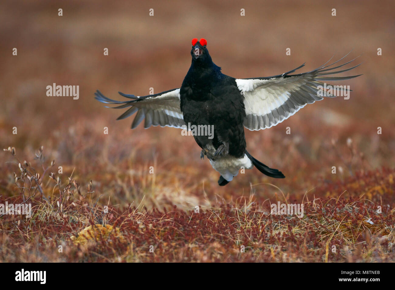 Black grouse flying hi-res stock photography and images - Alamy