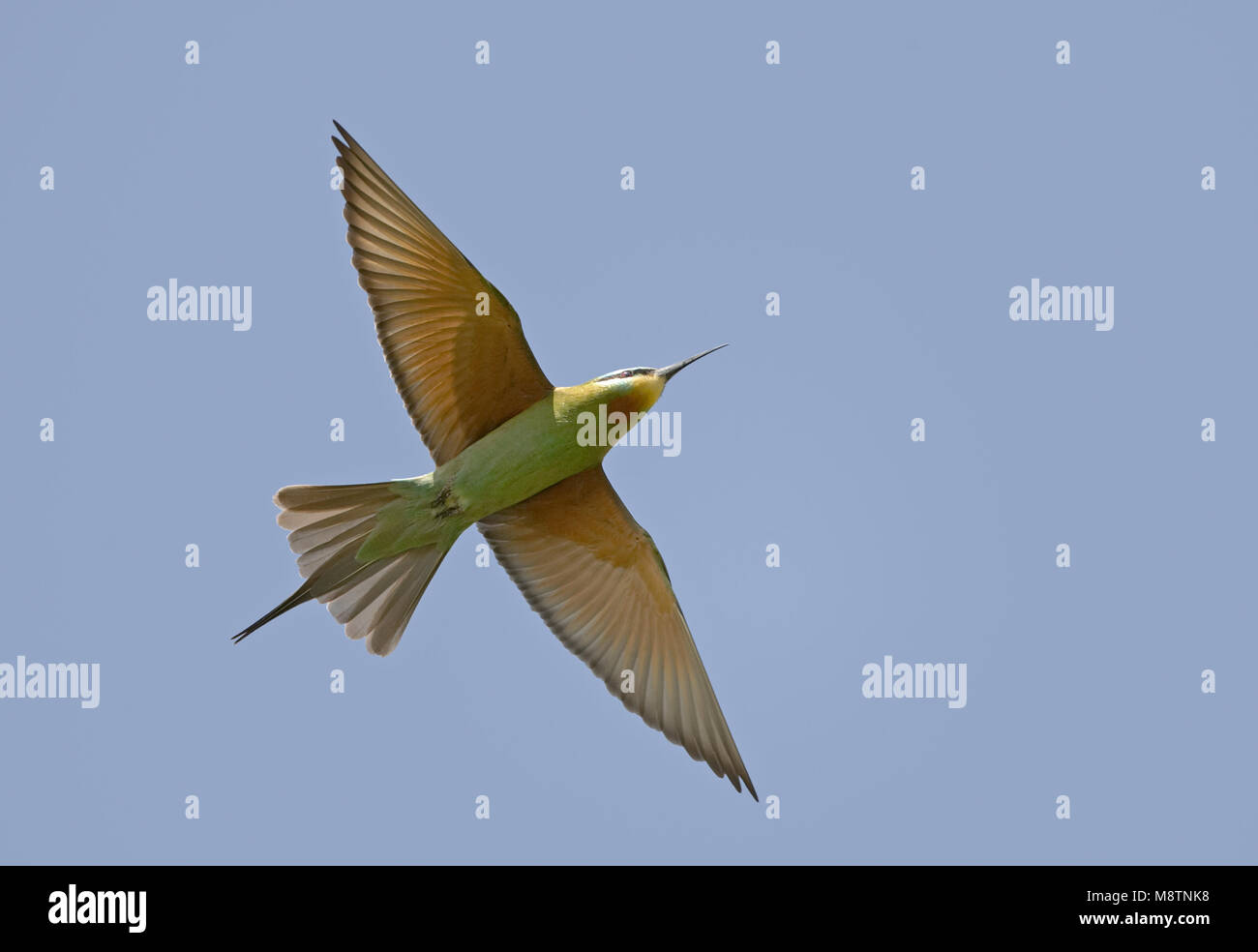 Groene bijeneter in vlucht Oman, Blue-cheeked Bee-eater in flight Oman ...