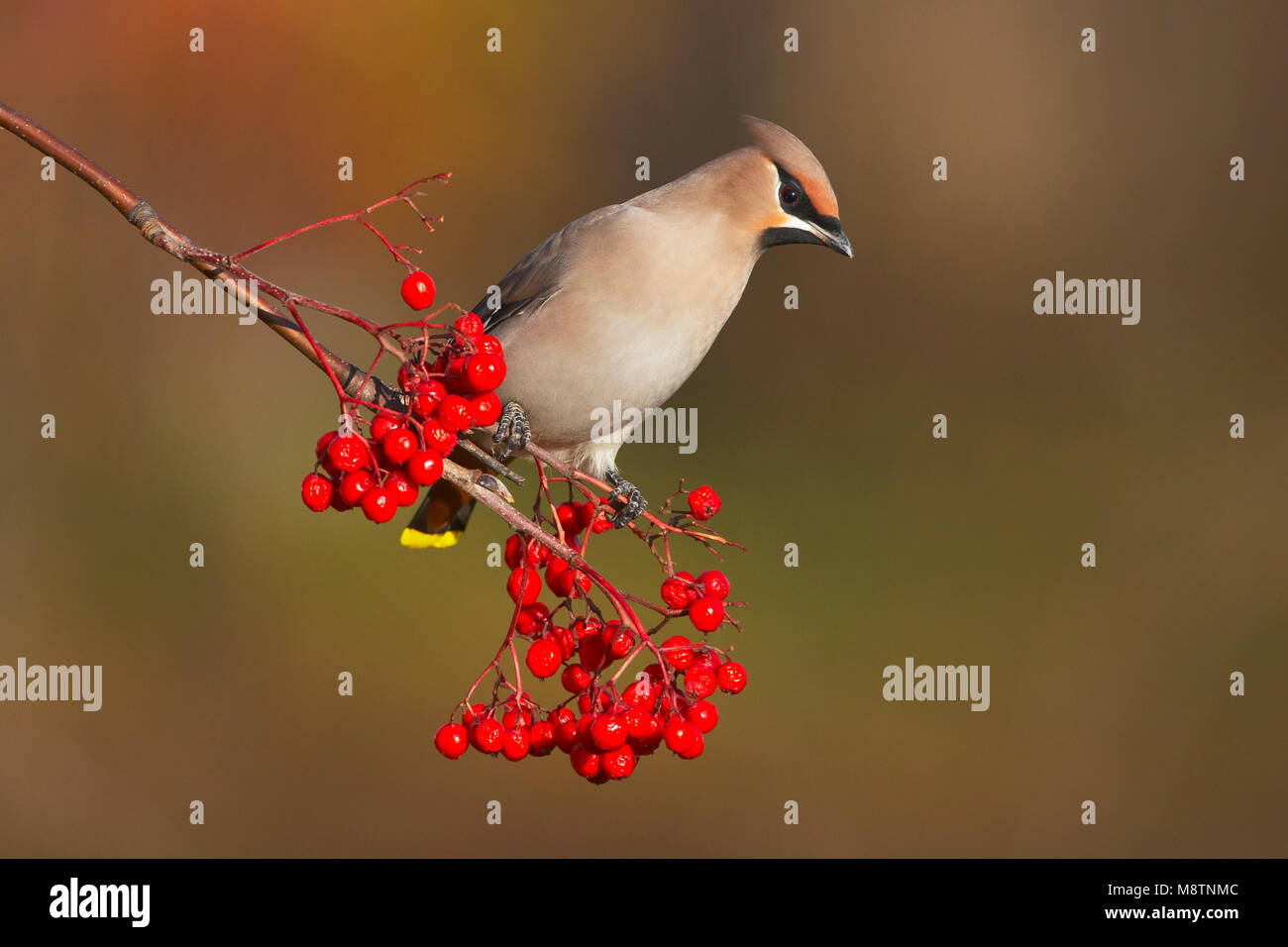 Pestvogel, Bohemian Waxwing, Bombycilla garrulus Stock Photo - Alamy