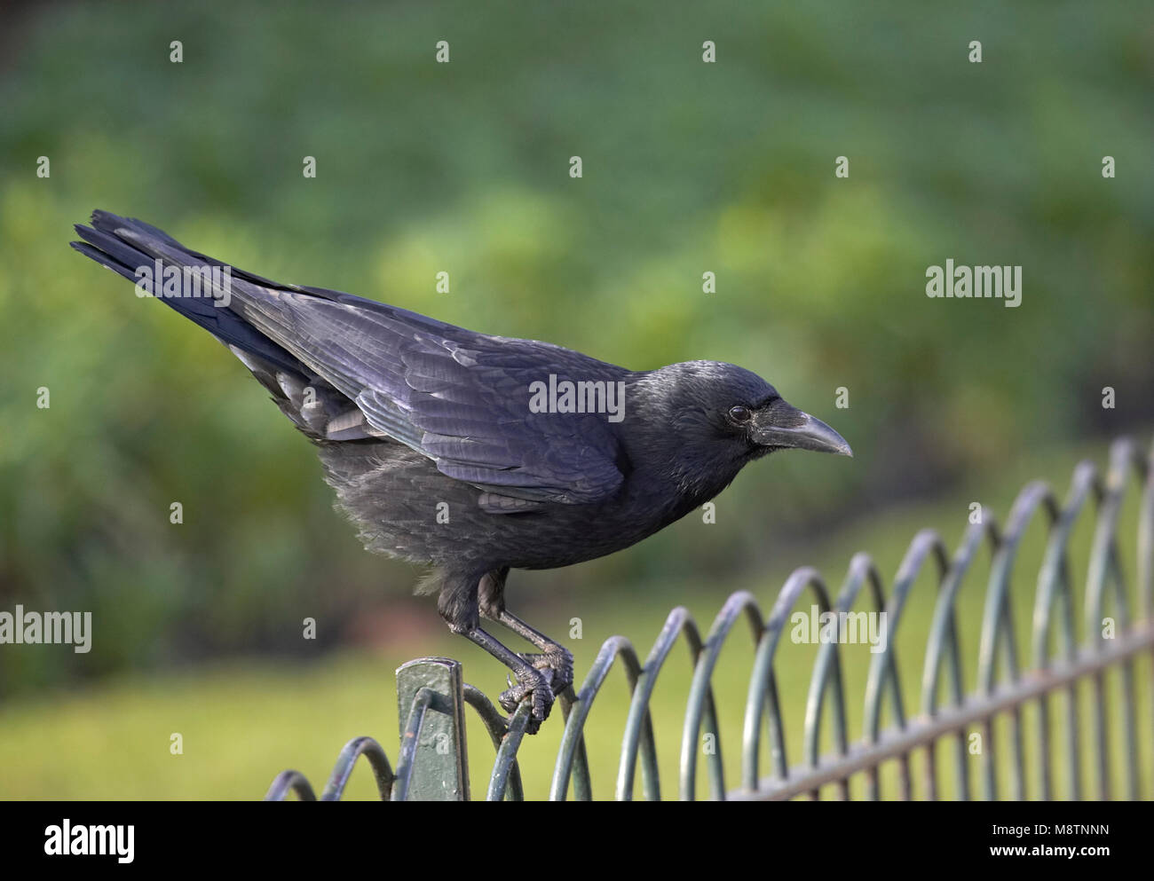 Carrion Crow perched on garden fence; Zwarte Kraai zittend op tuinhek ...