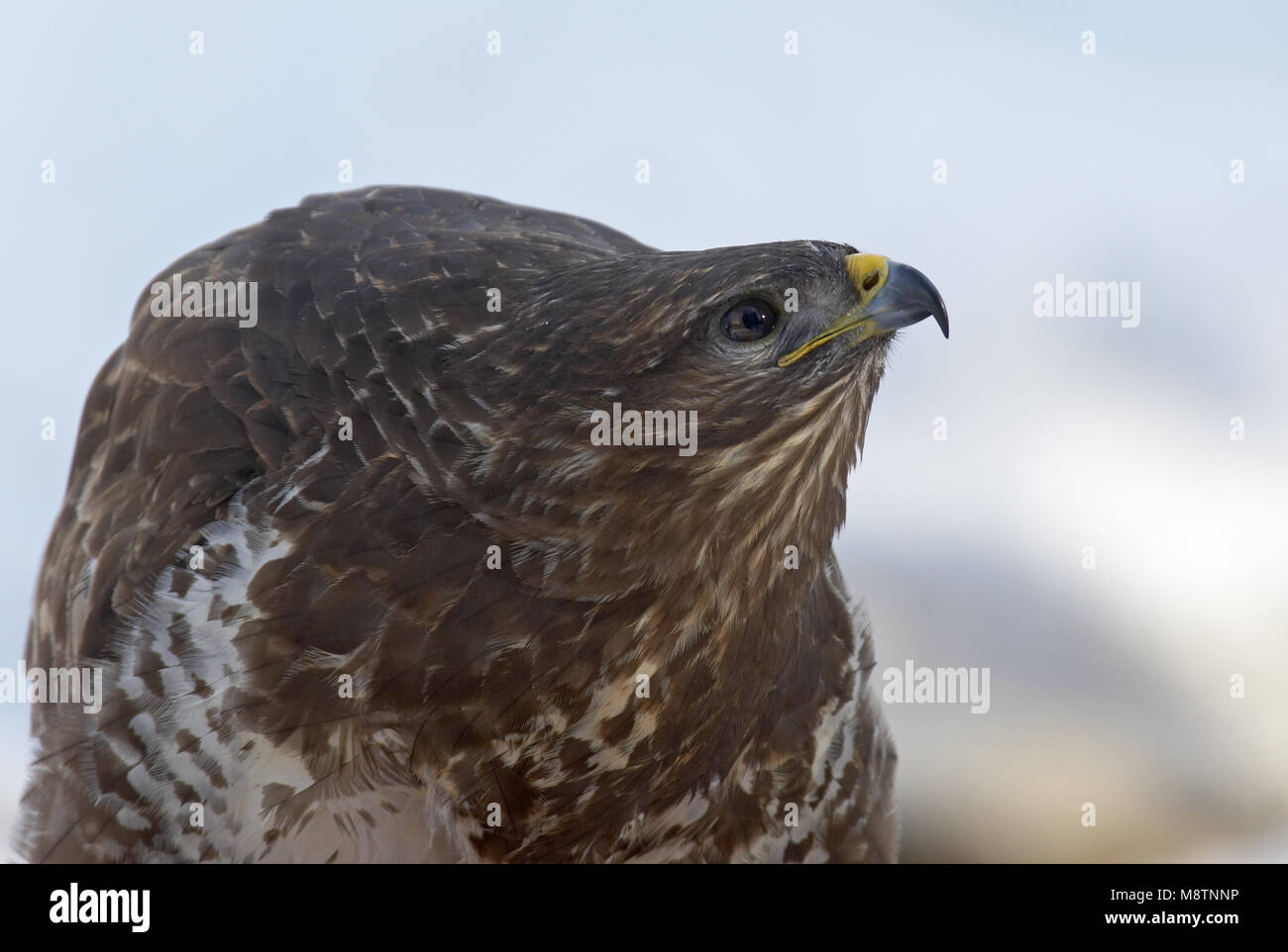 Common Buzzard close-up head; Buizerd portret Stock Photo - Alamy