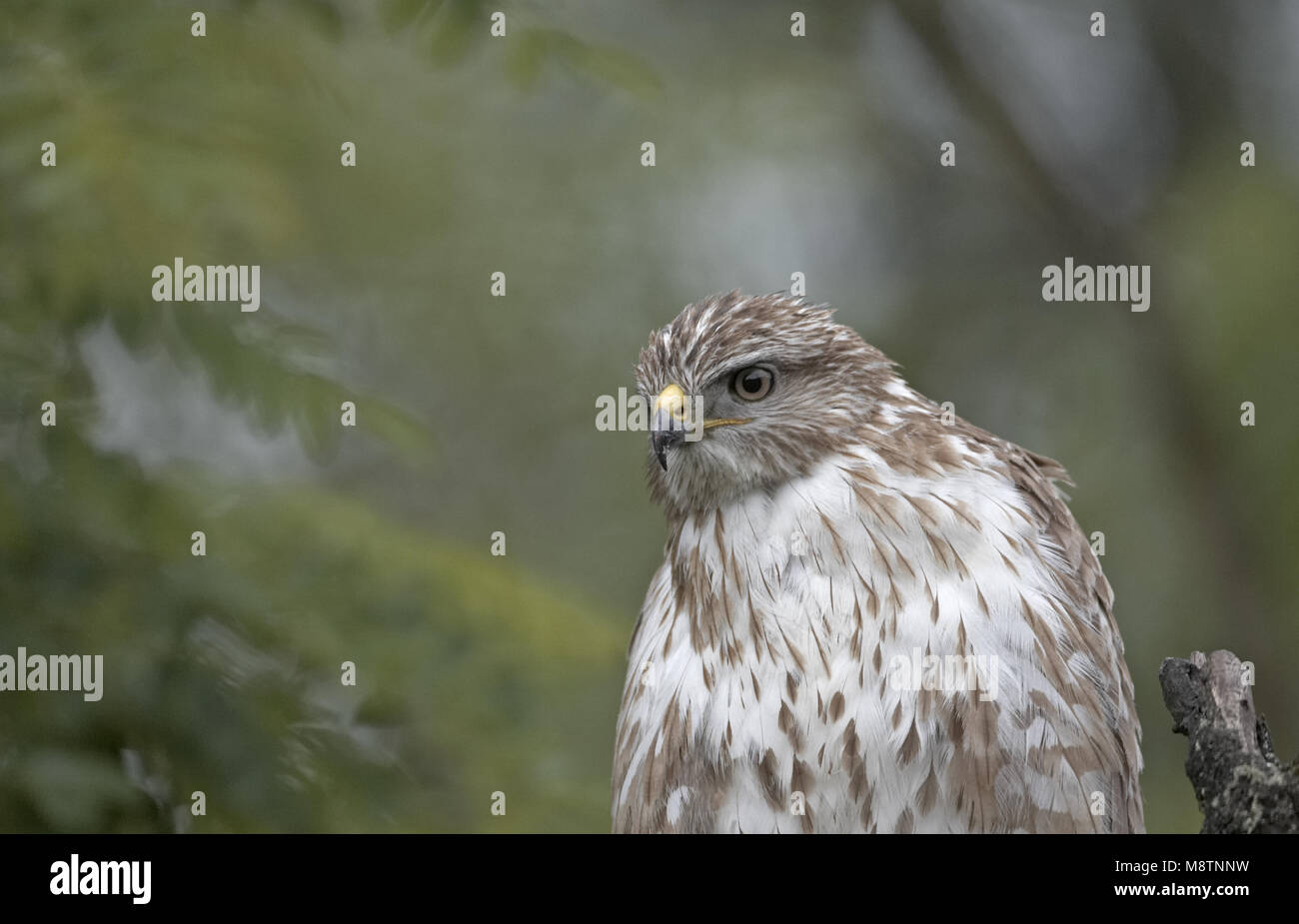 Buizerd portret; Common Buzzard close-up Stock Photo - Alamy