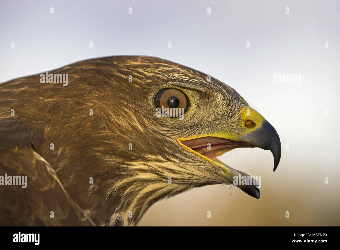 Common Buzzard close-up head; Buizerd portret Stock Photo - Alamy