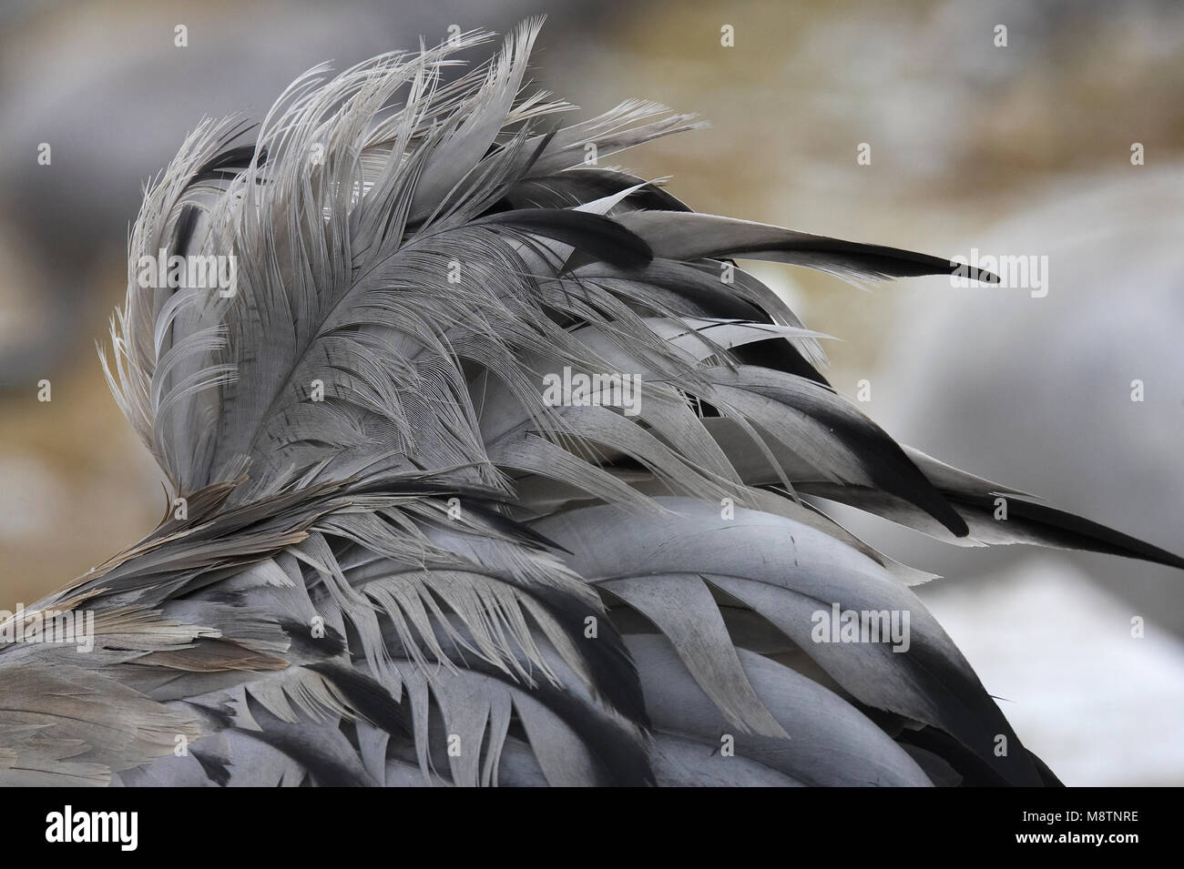 Veren hi-res stock photography and images - Alamy