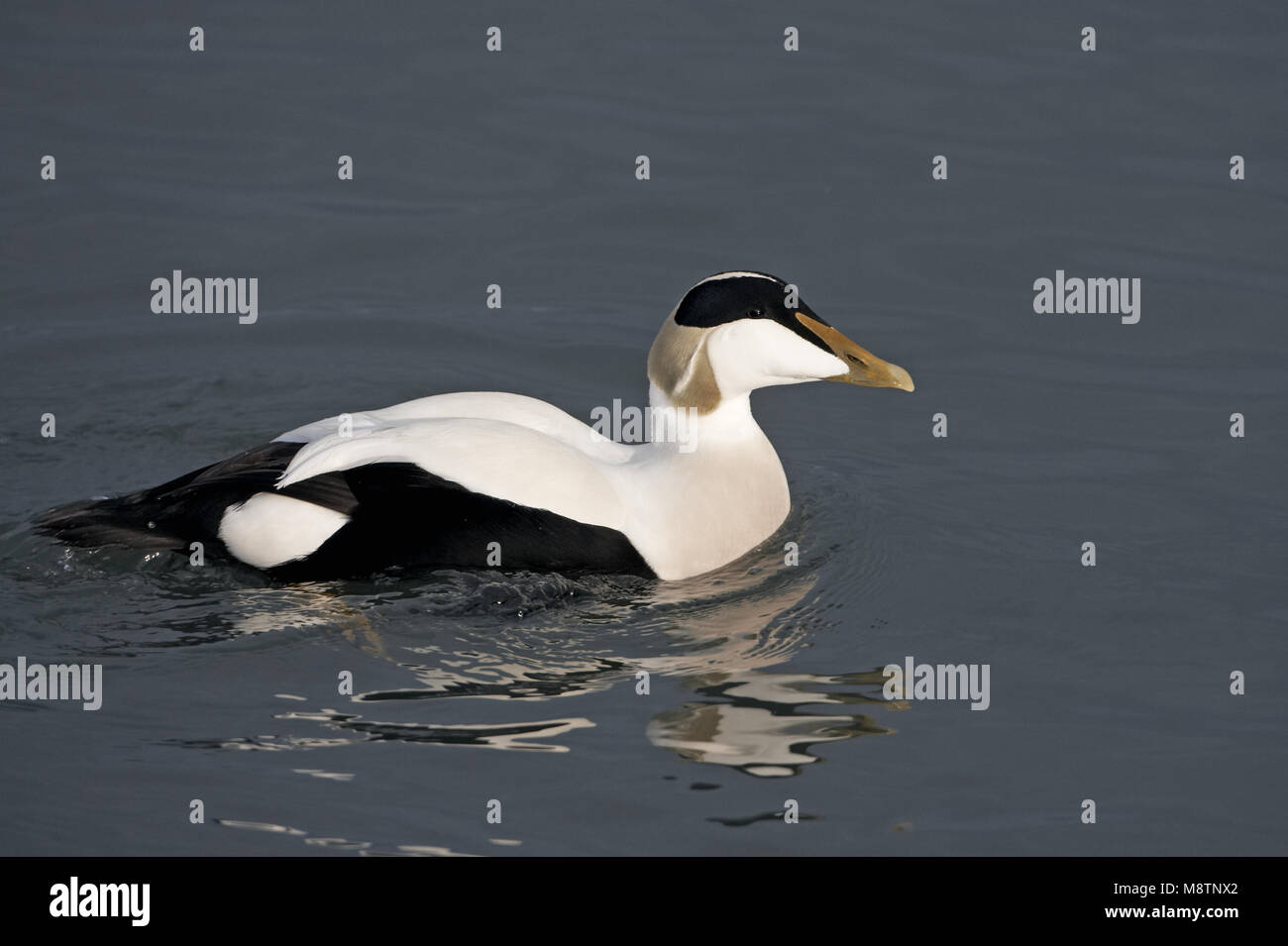 Adult male eider hi-res stock photography and images - Alamy