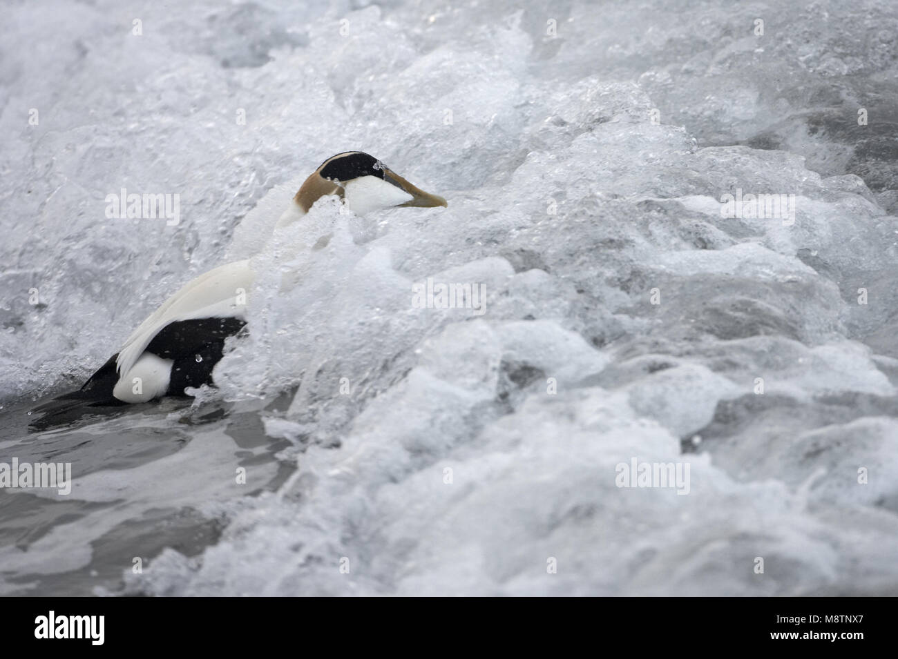 Adult male eider hi-res stock photography and images - Alamy