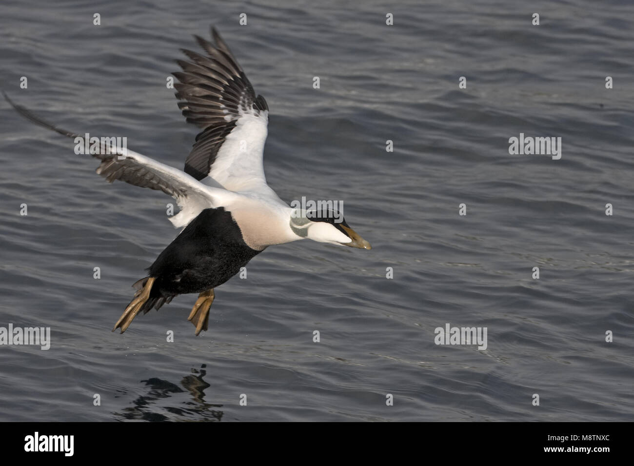 Flying off water hi-res stock photography and images - Alamy