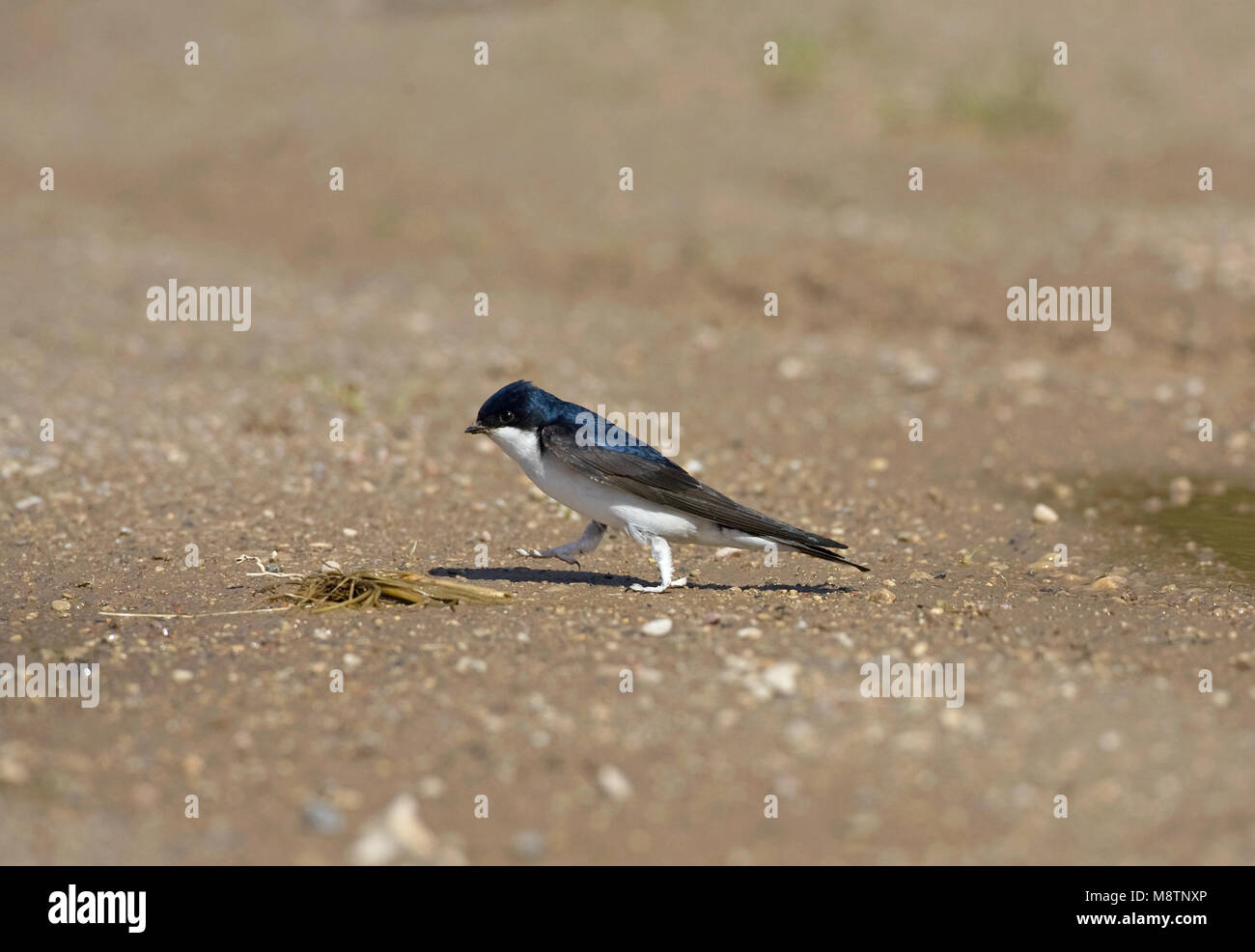 Huiszwaluw verzameld nestmateriaal; Common House Martin collecting ...