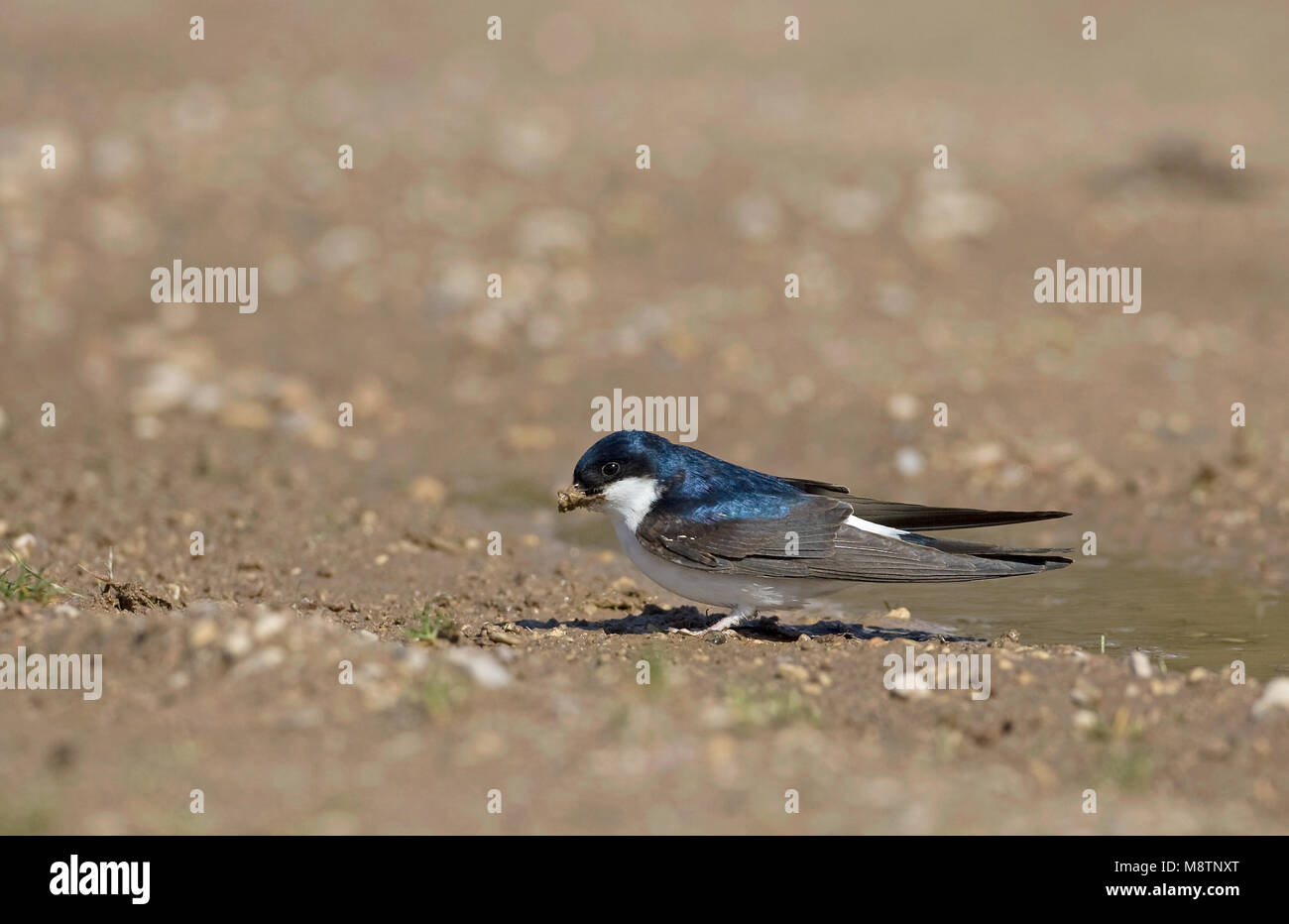 Huiszwaluw verzameld nestmateriaal; Common House Martin collecting ...