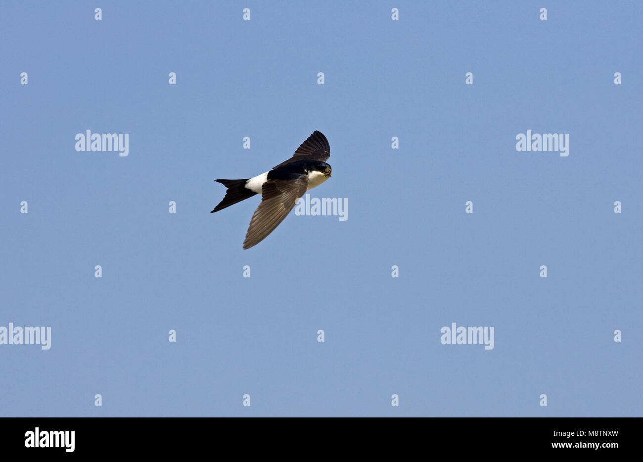 Common house martin in flight hi-res stock photography and images - Alamy
