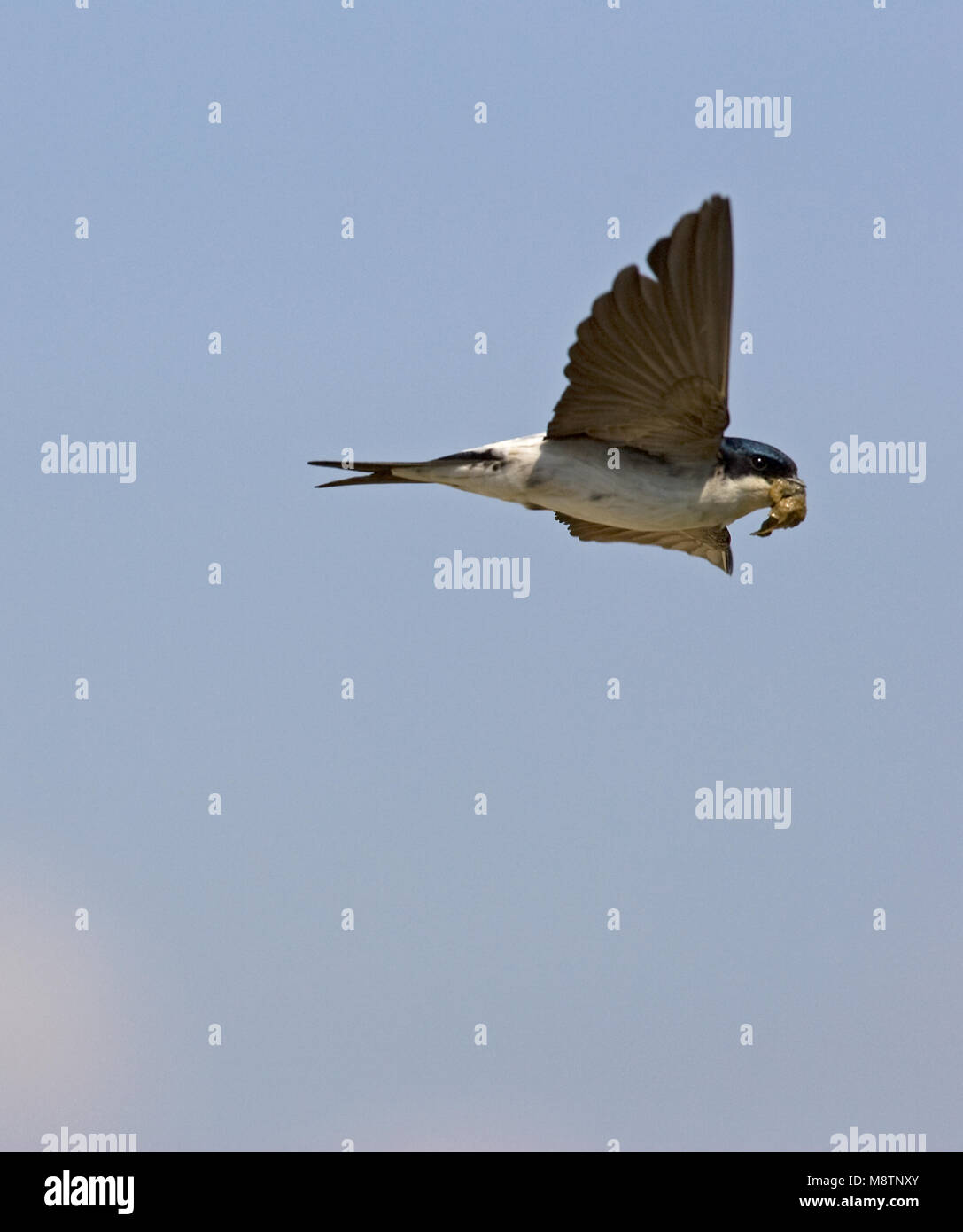 Huiszwaluw in de vlucht; Common House Martin in flight Stock Photo - Alamy