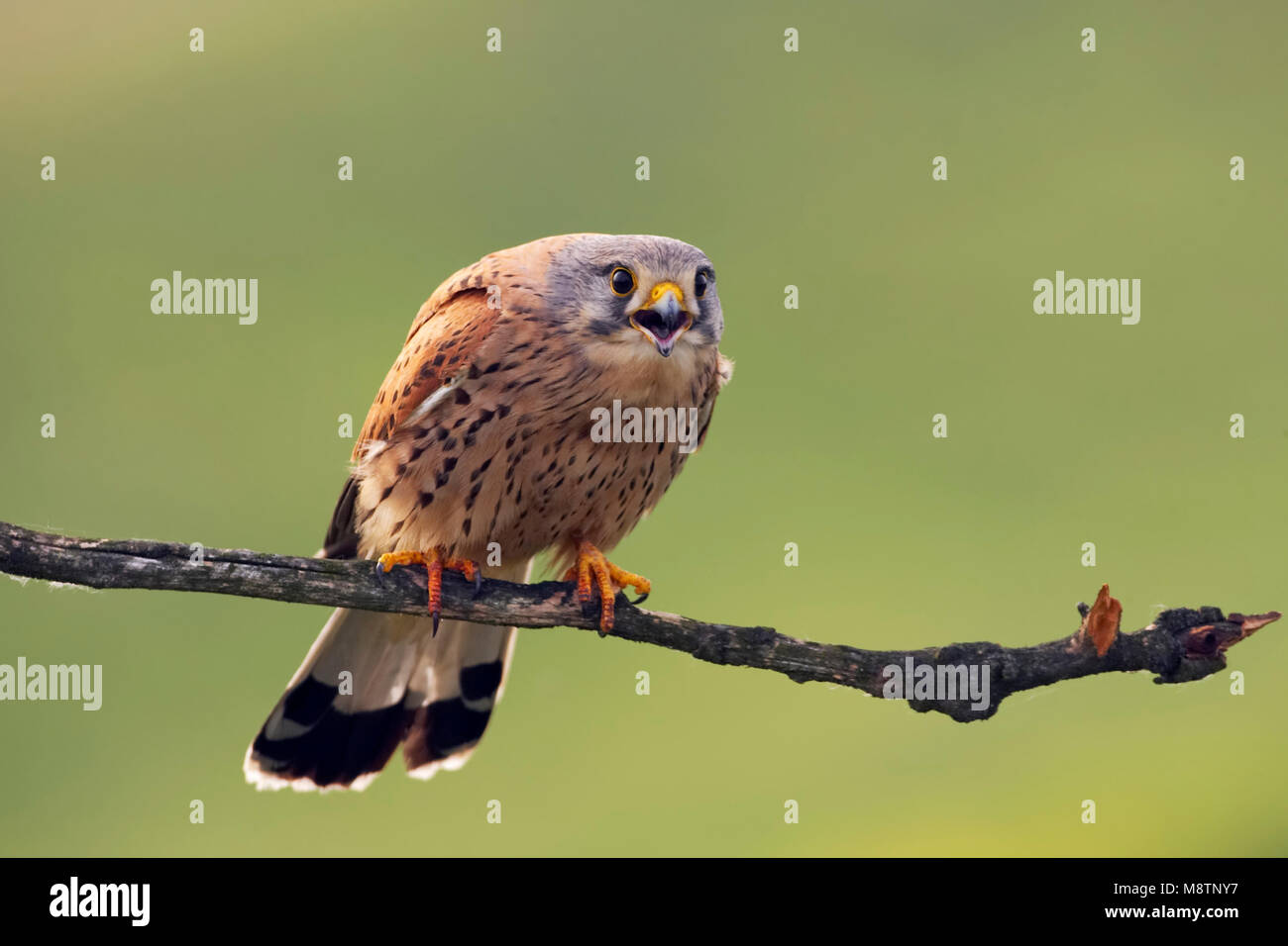 Torenvalk mannetje roepend; Common Kestrel male calling Stock Photo - Alamy